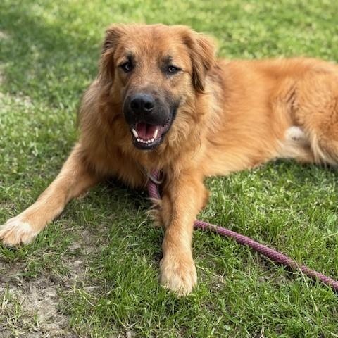 Dog for adoption - BOGIE, a Golden Retriever in Delano, CA | Petfinder