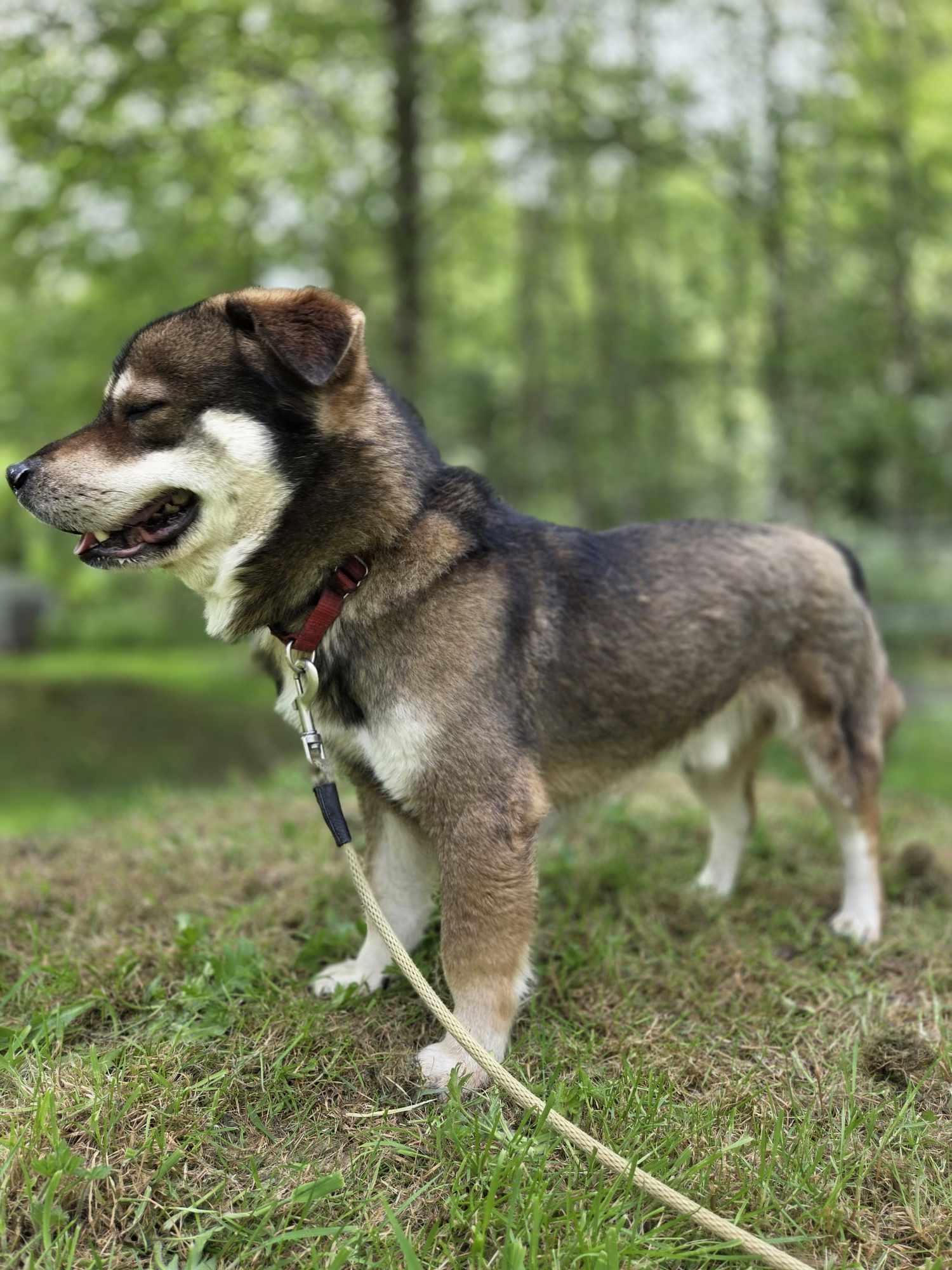 Dog for adoption - Billie-The Kid-40 lbs., a Mixed Breed in Elma, WA ...