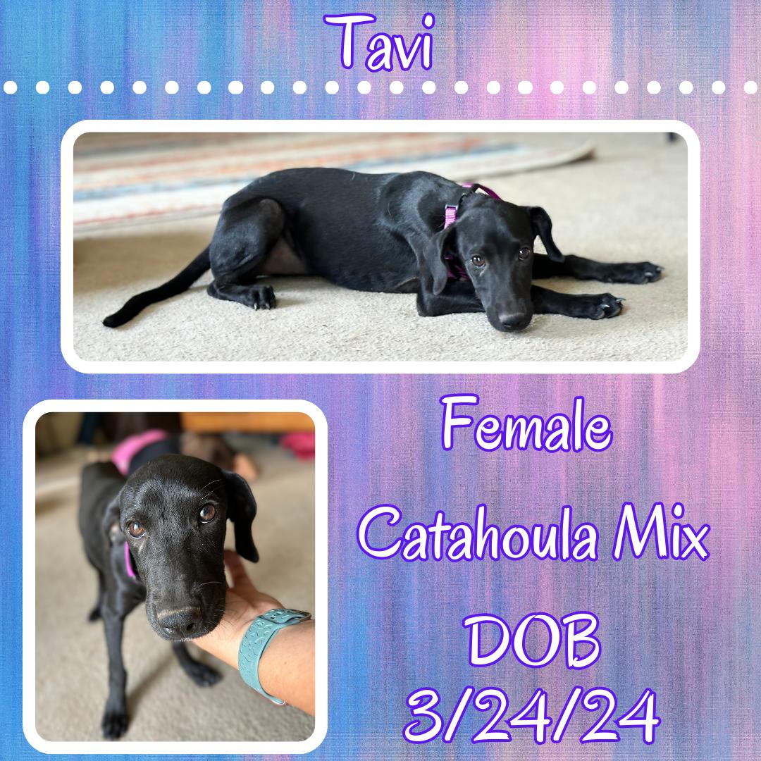 Dog for adoption - Tavi, a Catahoula Leopard Dog & Labrador Retriever ...
