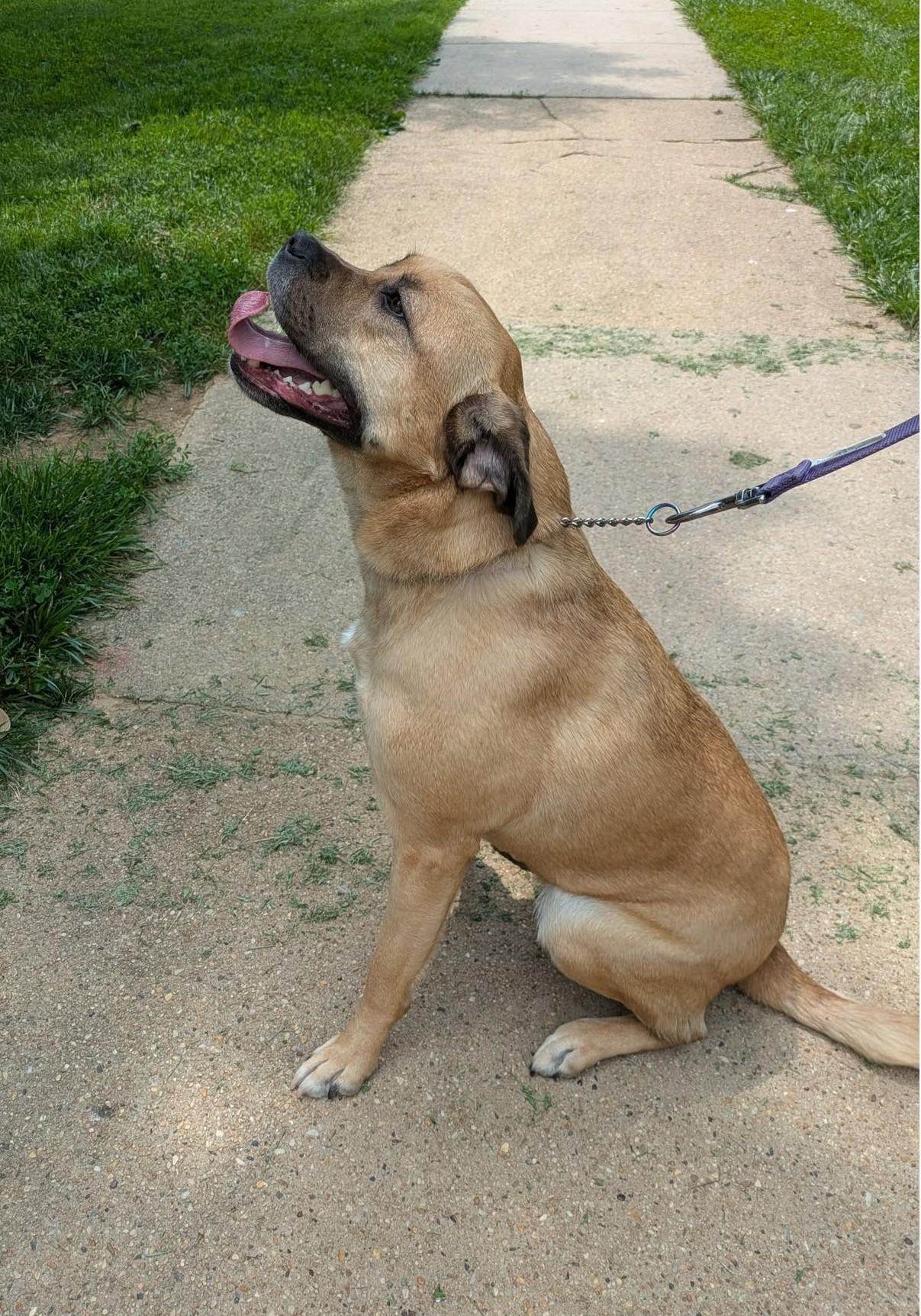 Dog for adoption - Jelly Bean -- Courtesy Post, a Puggle & Labrador ...