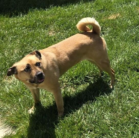 Dog for adoption - Jelly Bean -- Courtesy Post, a Puggle & Labrador ...