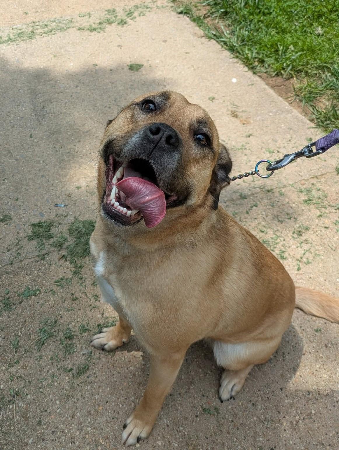 Dog for adoption - Jelly Bean -- Courtesy Post, a Puggle & Labrador ...