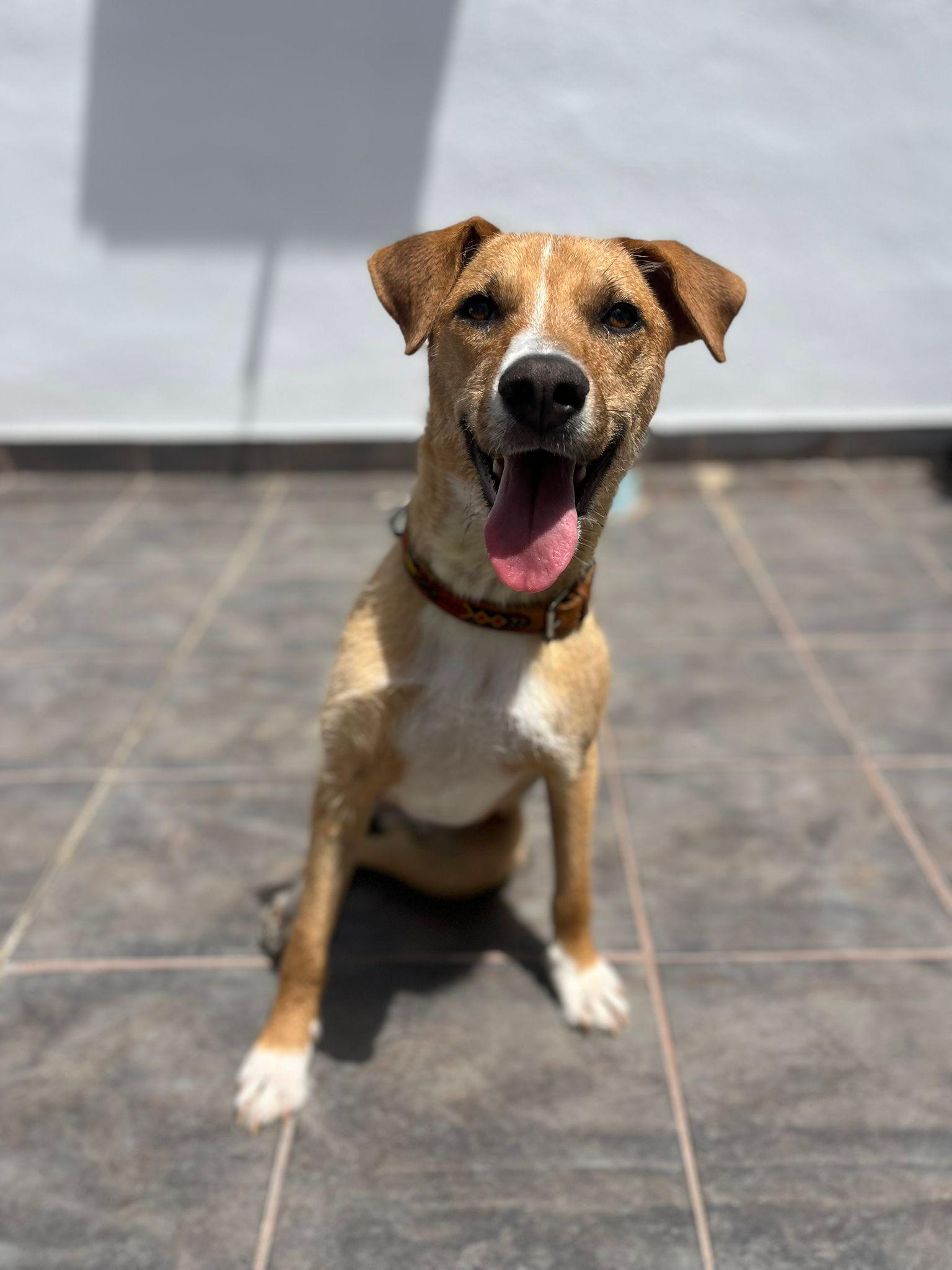 Dog for adoption - catalina, a Basset Hound Mix in Tijuana, BCN | Petfinder