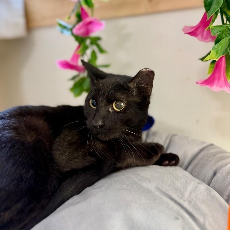 Cat for adoption - Keiko, a Domestic Short Hair Mix in Delta, BC ...