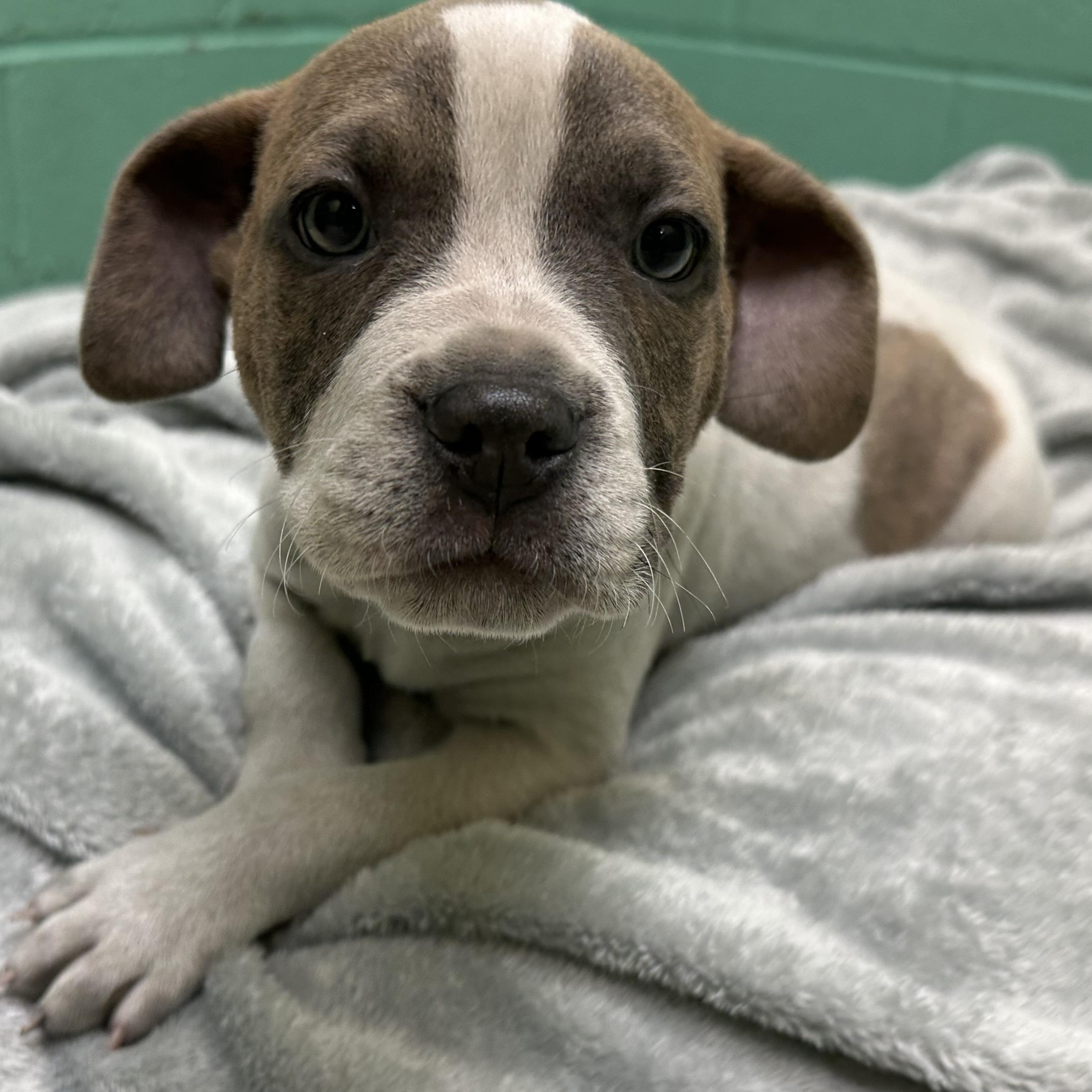 Dog for adoption - Capricornus, a Boxer Mix in Latrobe, PA | Petfinder