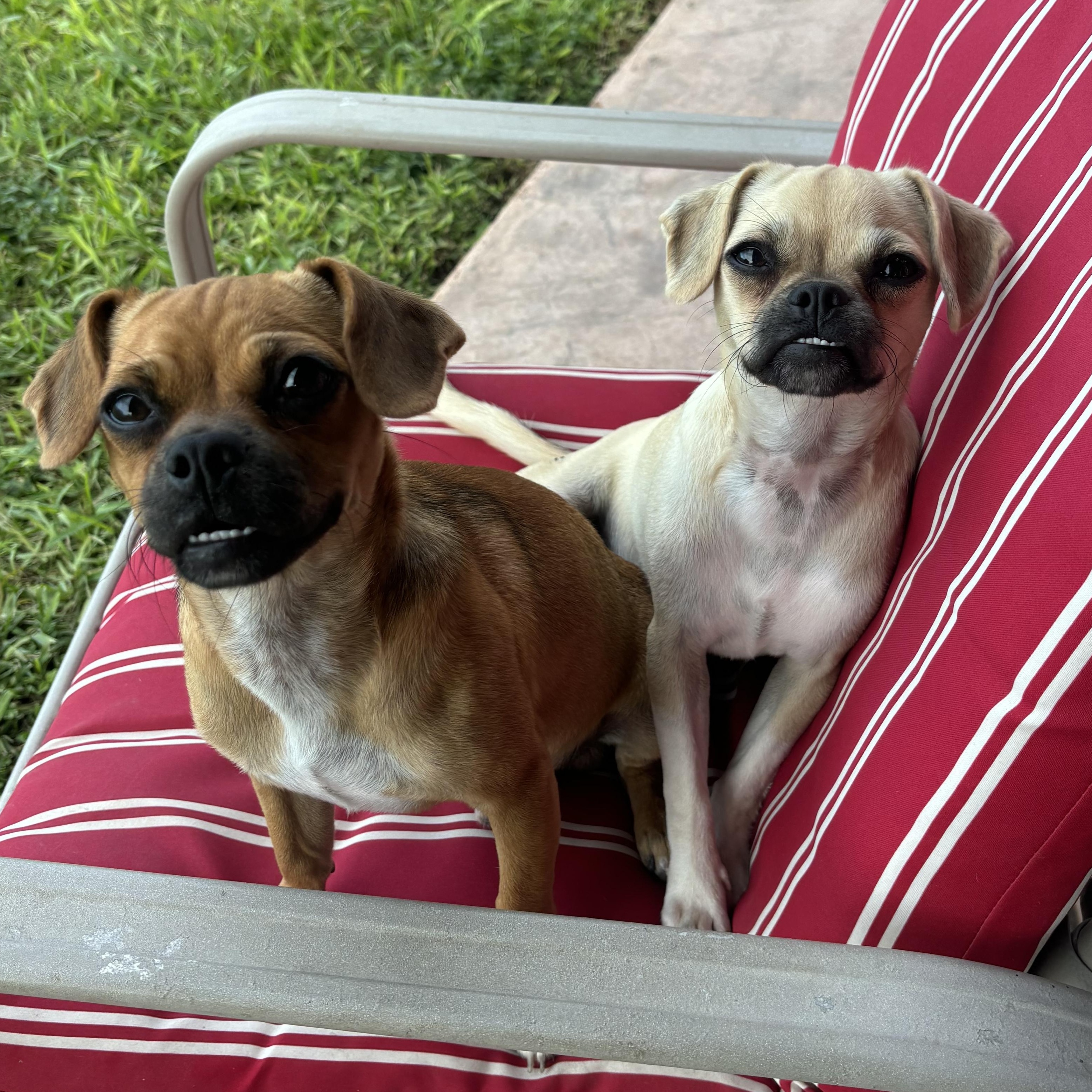 Dog for adoption - Juliet, a Chug in Pittsburgh, PA | Petfinder