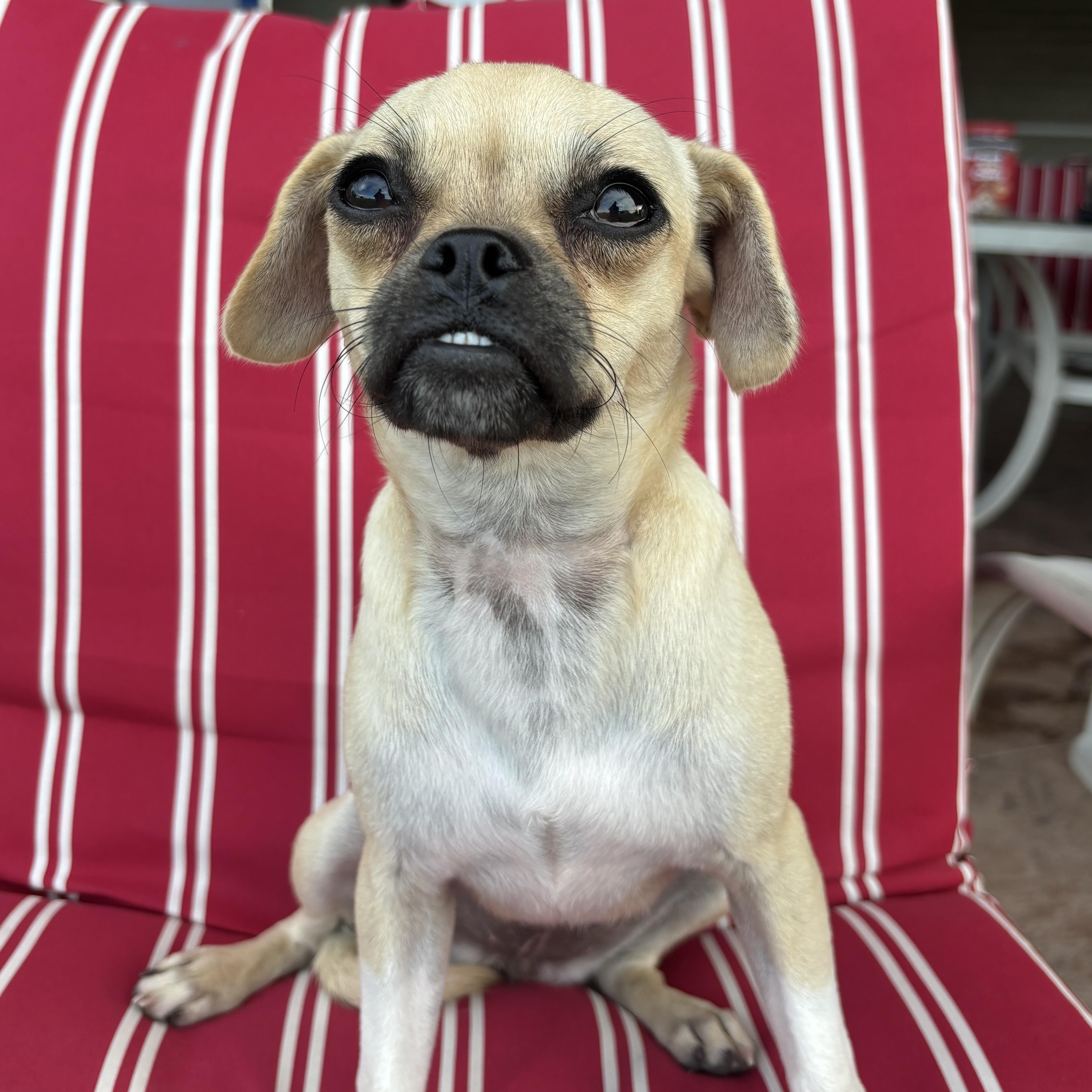 Dog for adoption - Juliet, a Chug in Pittsburgh, PA | Petfinder