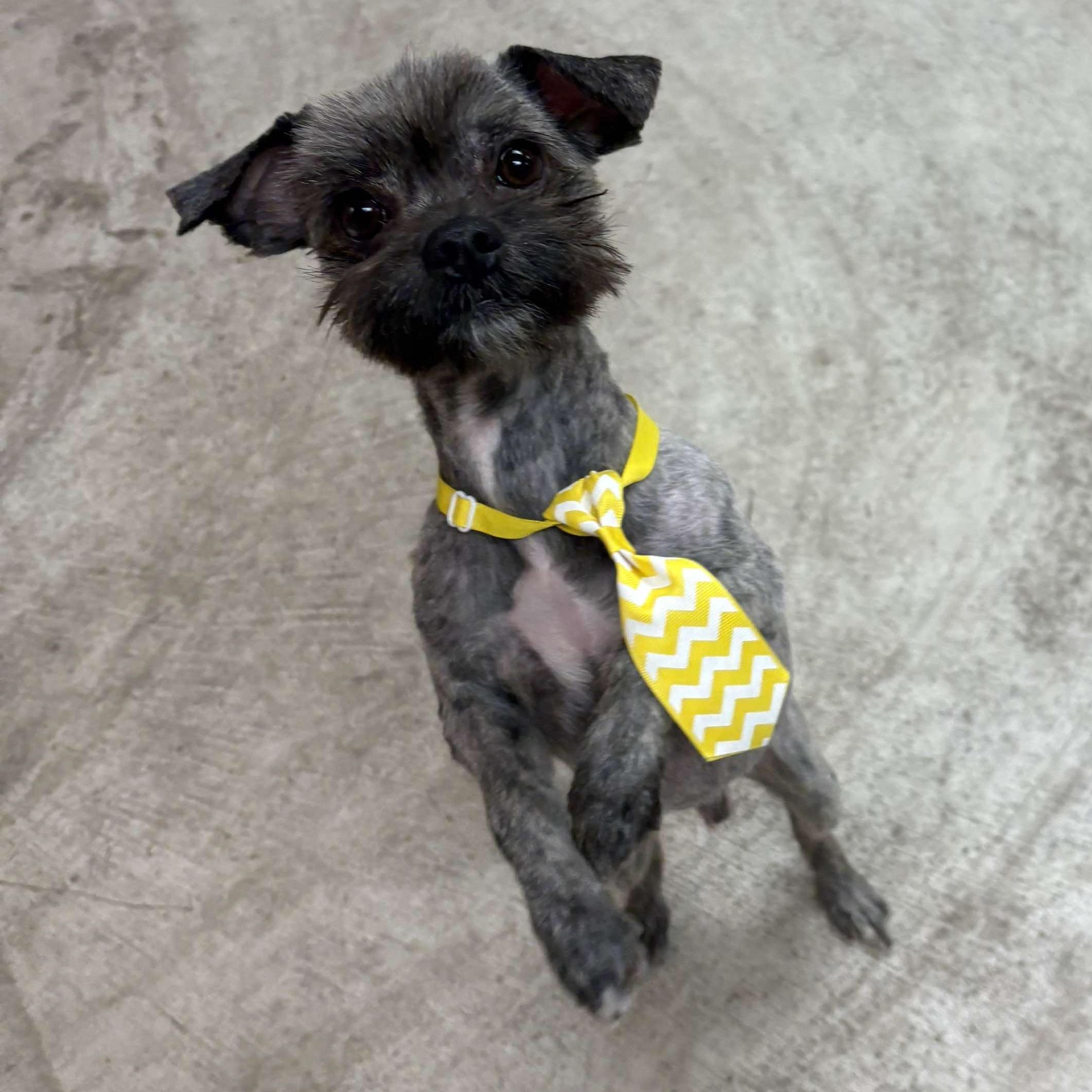 Dog for adoption - Murry, a Shih Tzu Mix in Grand Forks, ND | Petfinder