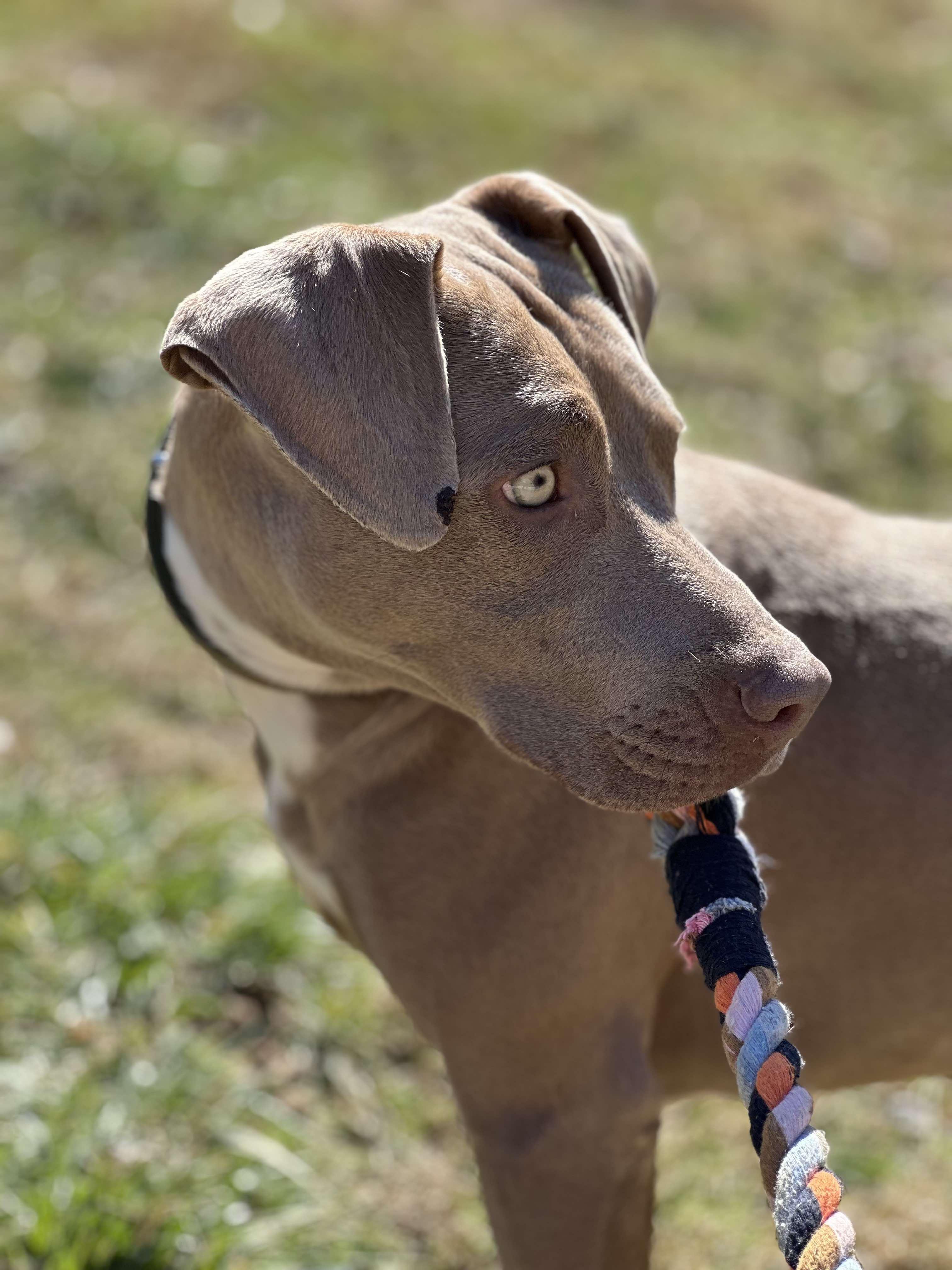 Dog for adoption - Ginger, a Weimaraner & Pit Bull Terrier Mix in ...