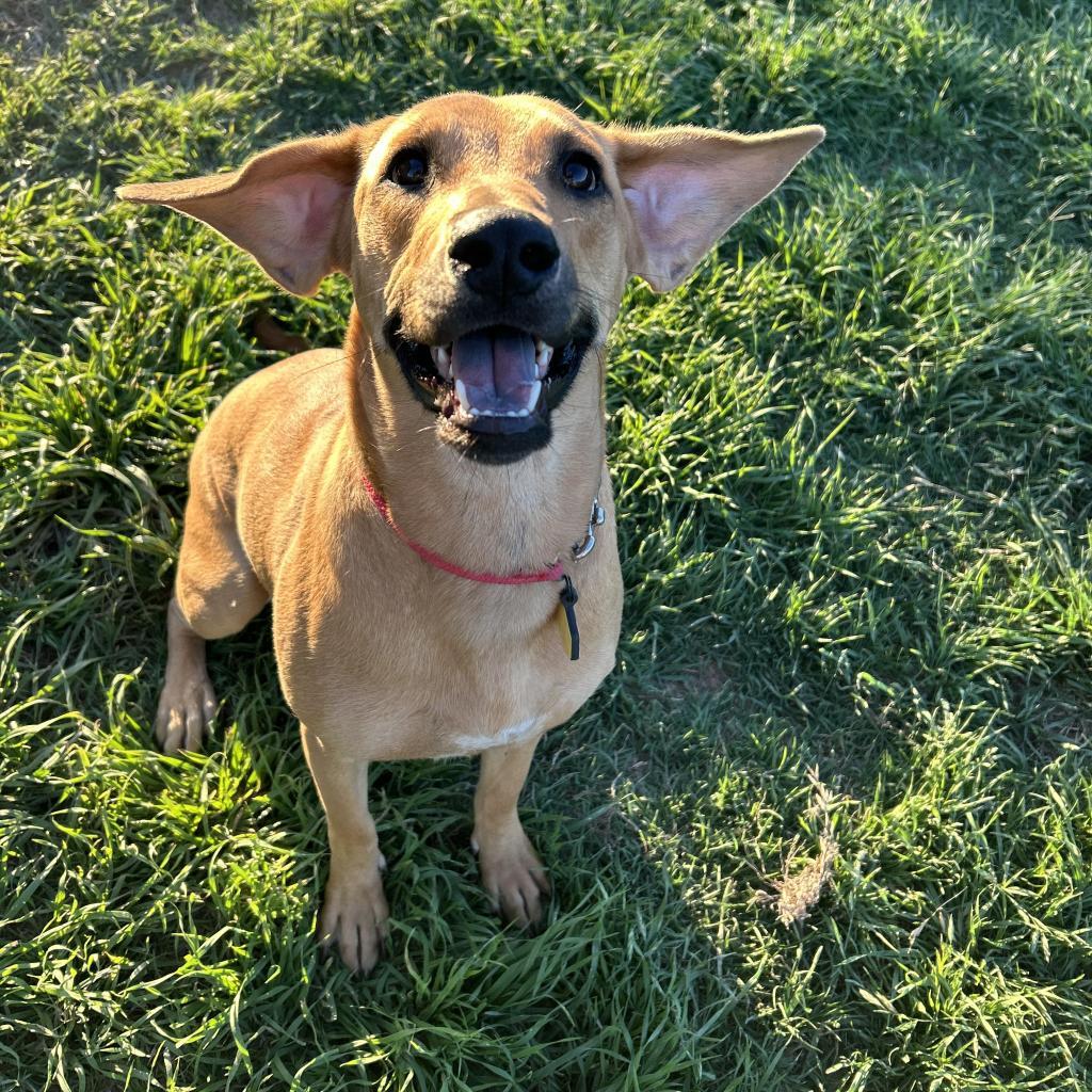 Dog for adoption - Tala KF, a Black Mouth Cur & Beagle Mix in Wheeling ...