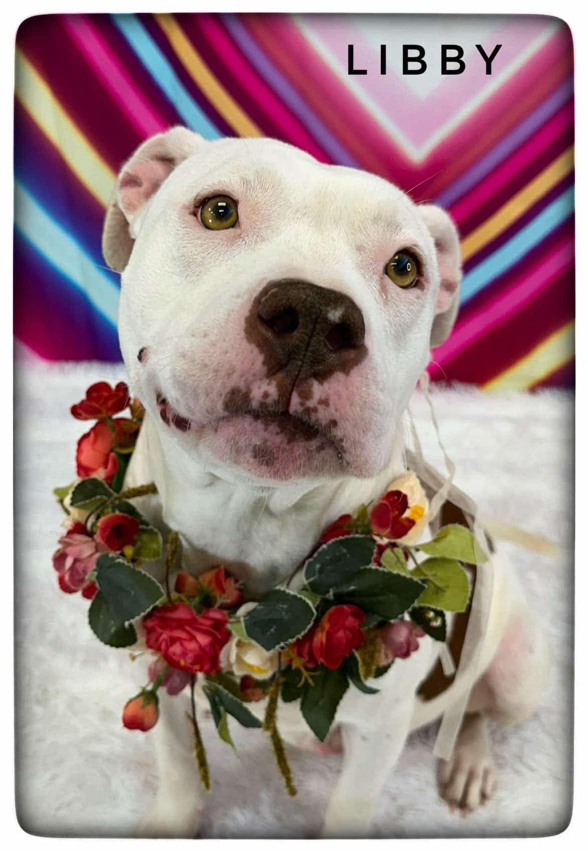 Dog for adoption - Libby, a Mixed Breed in Flint, MI | Petfinder