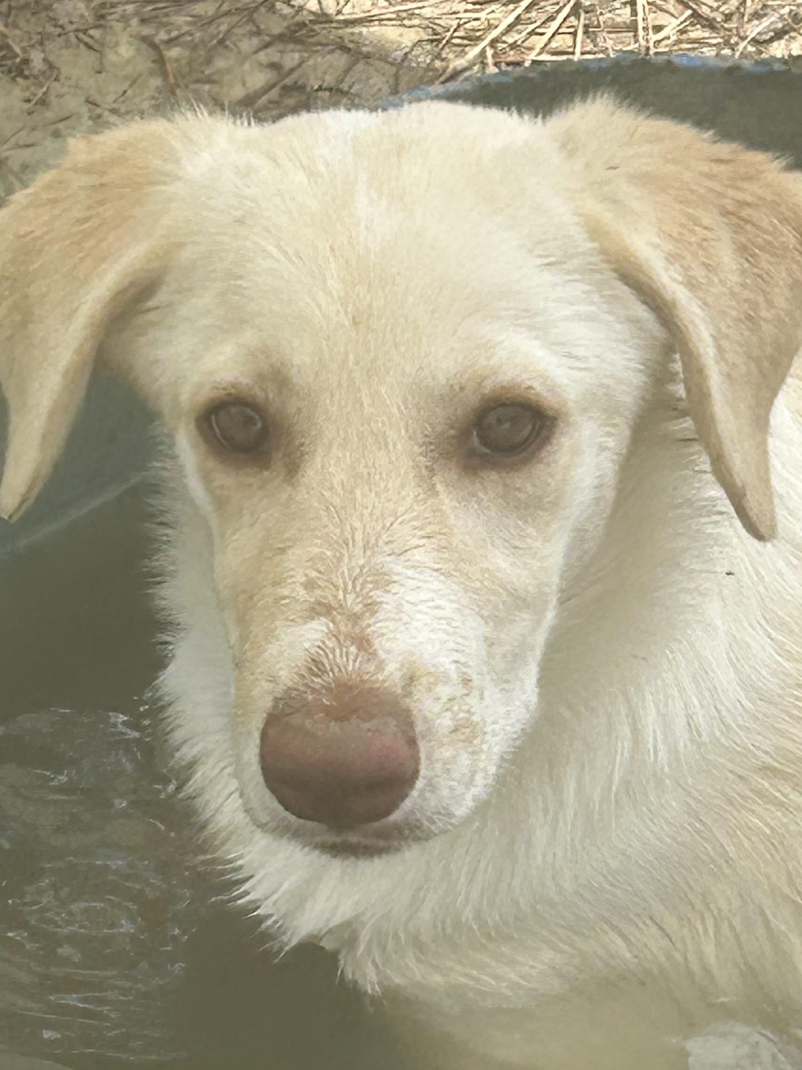 Dog for adoption - Pearl, an Australian Shepherd & Labradoodle Mix in ...