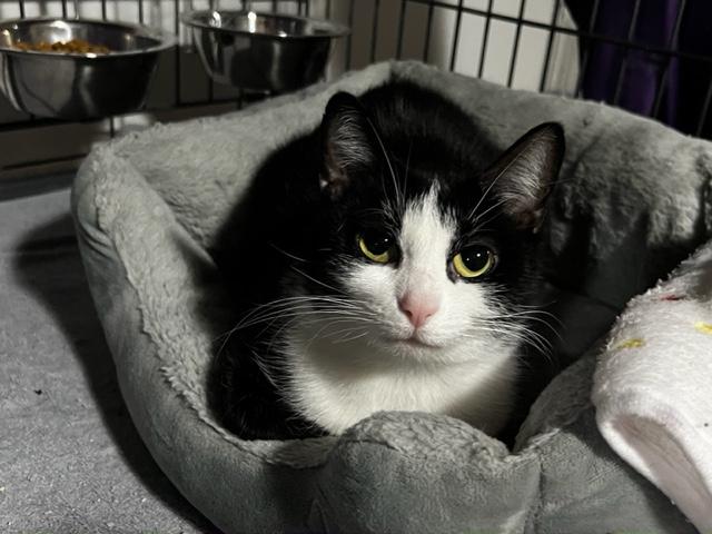 Cat for adoption - Dolly Parton, a Domestic Short Hair in Cleveland, OH ...