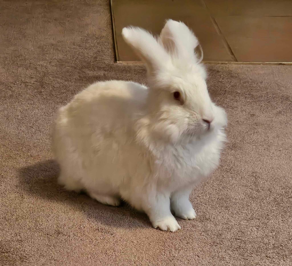 Rabbit for adoption - Nugget, a Lionhead in Windsor, ON | Petfinder