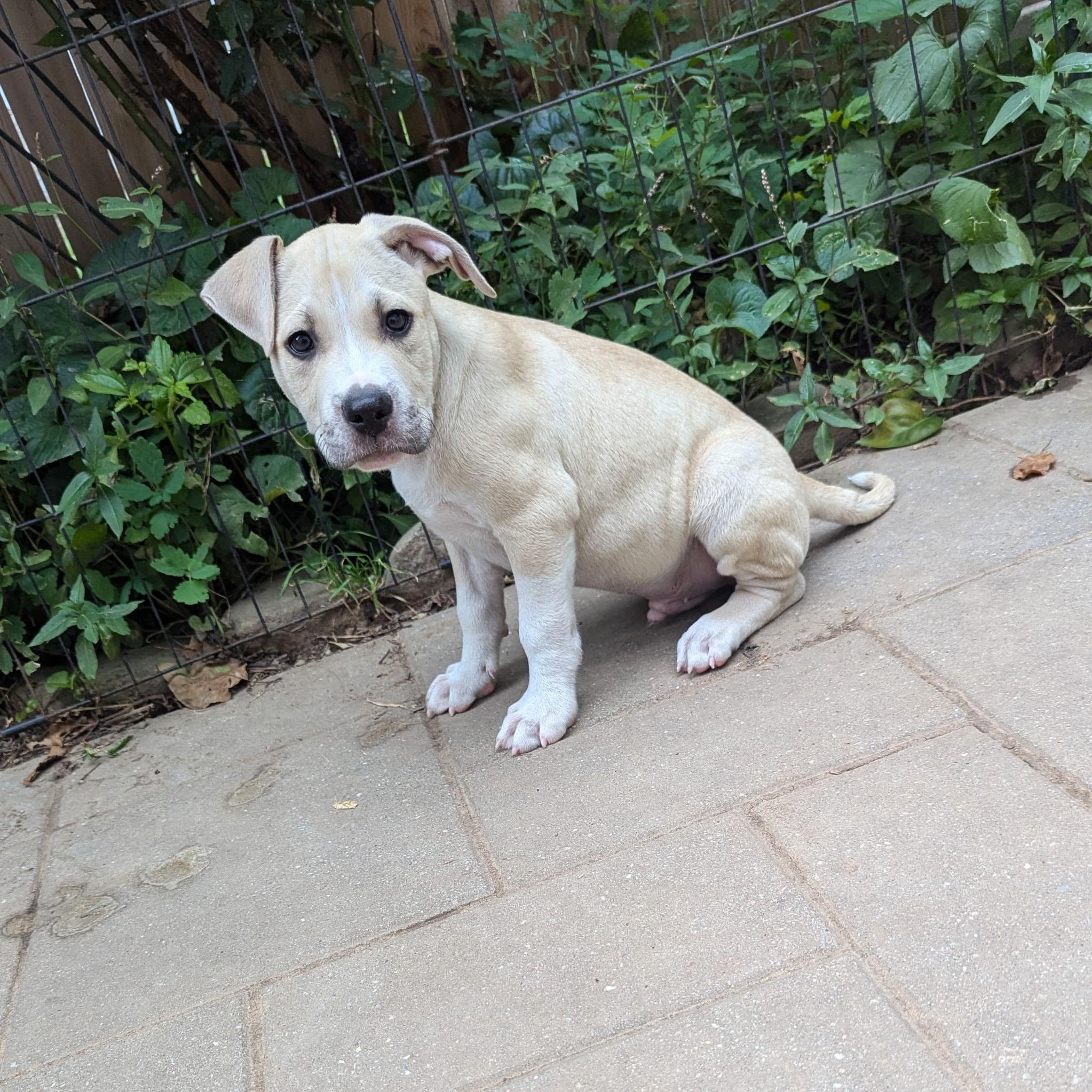 Dog for adoption - Charlie, a Labrador Retriever & Boxer Mix in Paramus, NJ | Petfinder