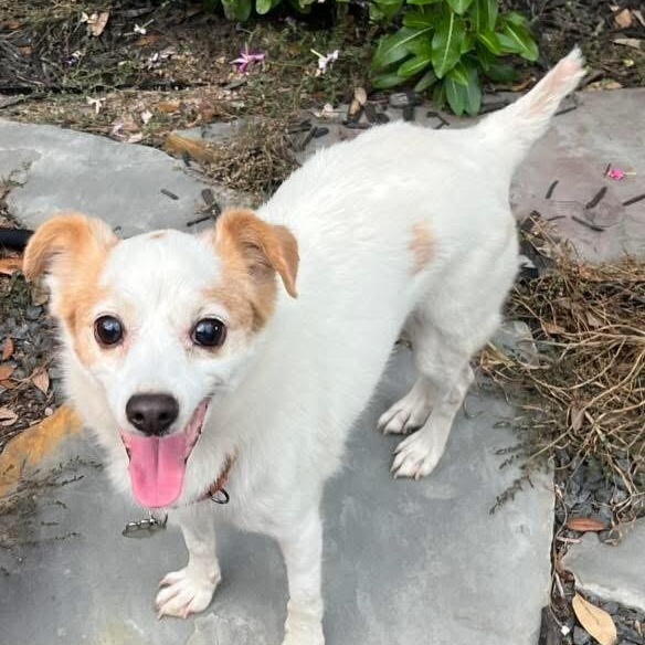 Dog for adoption - Stark, a Chihuahua & Jack Russell Terrier Mix in ...