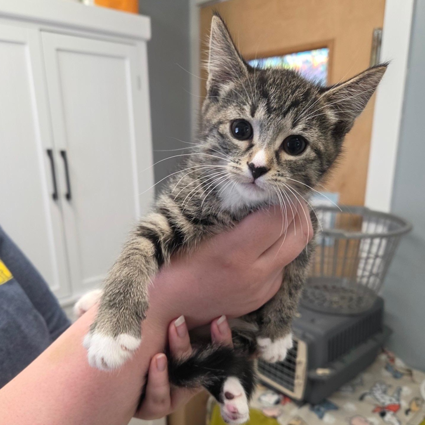 Available Cats for Adoption | Scruffy Paws Animal Rescue RI