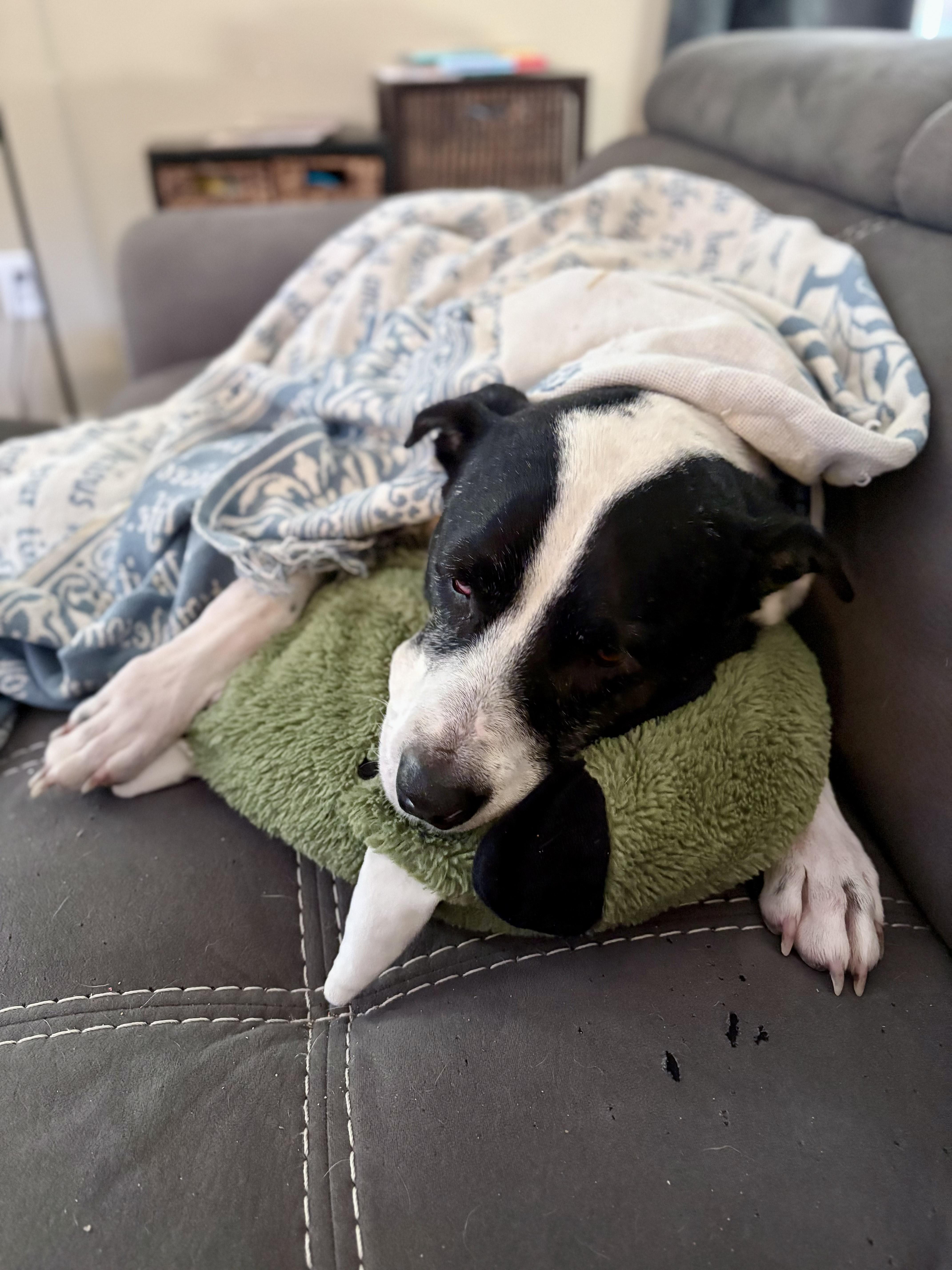 Dog for adoption - Domino, a Pit Bull Terrier Mix in Hartford, CT ...