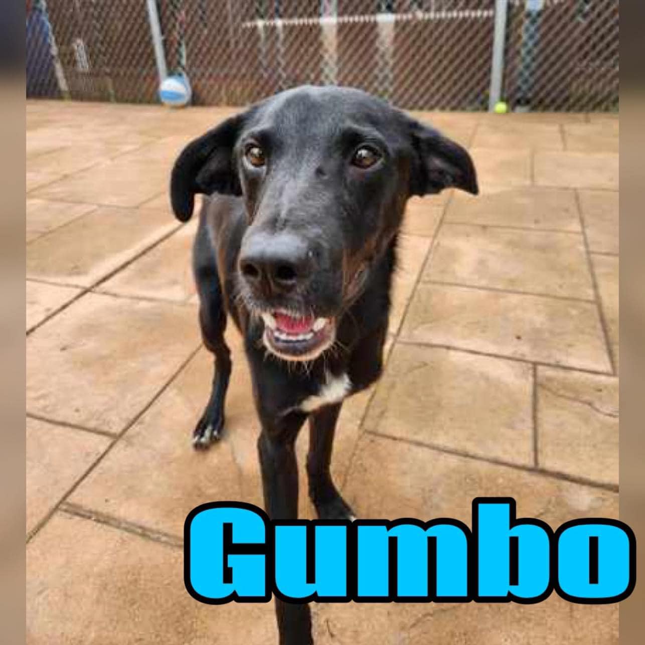 Dog for adoption - Gumbo, a Labrador Retriever Mix in Davenport, IA ...