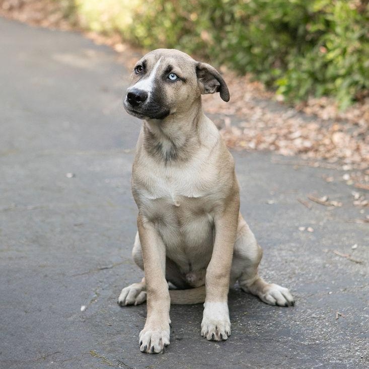 Dog for adoption - Courtesy Post_Boxer Husky Litter, a Boxer & Husky ...