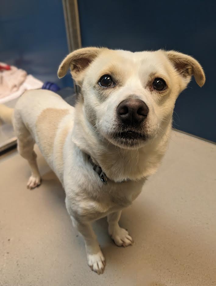 ADOPT - Whatcom Humane Society