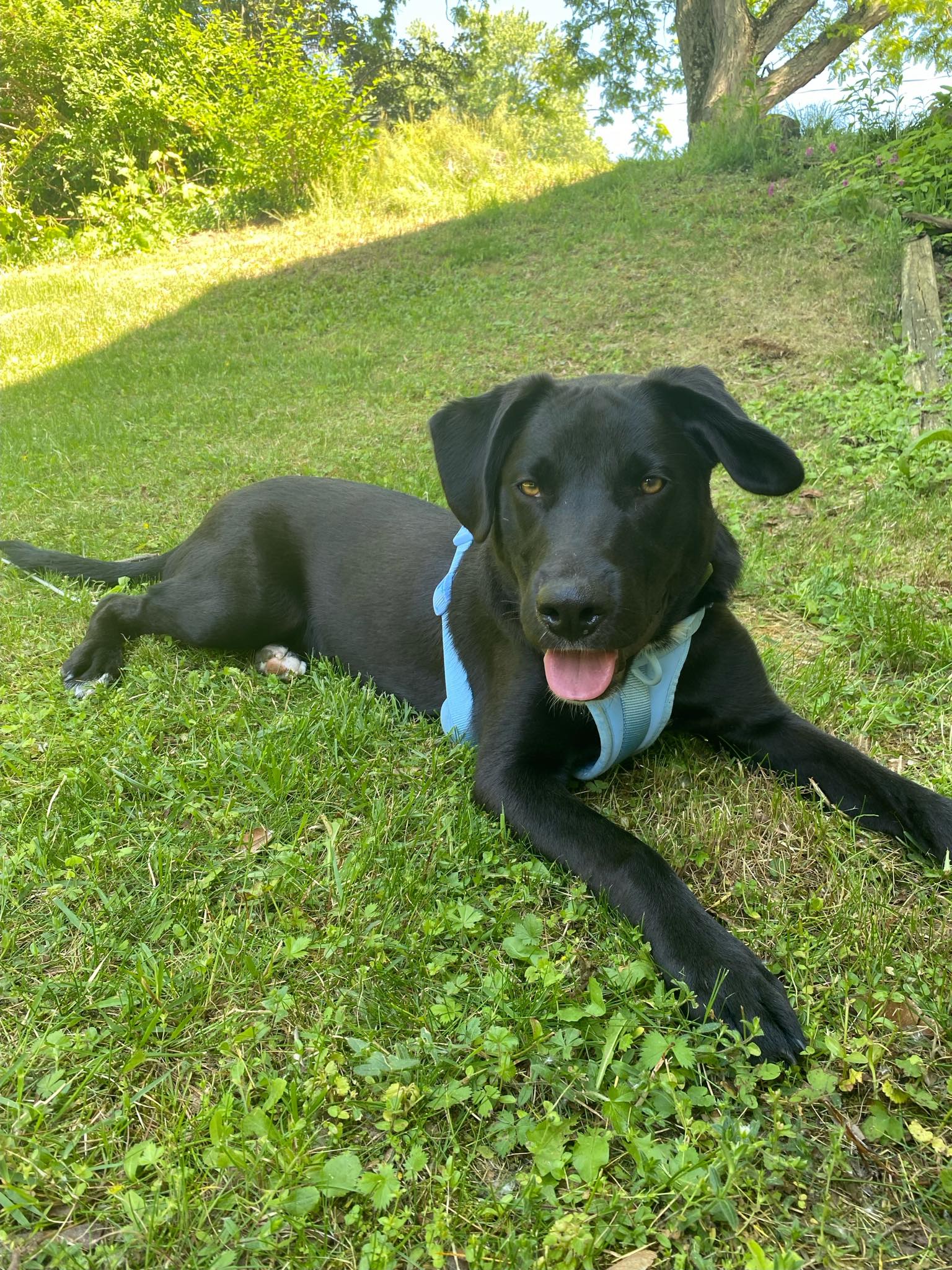 Dog for adoption - Odie, a Black Labrador Retriever Mix in Brattleboro, VT | Petfinder