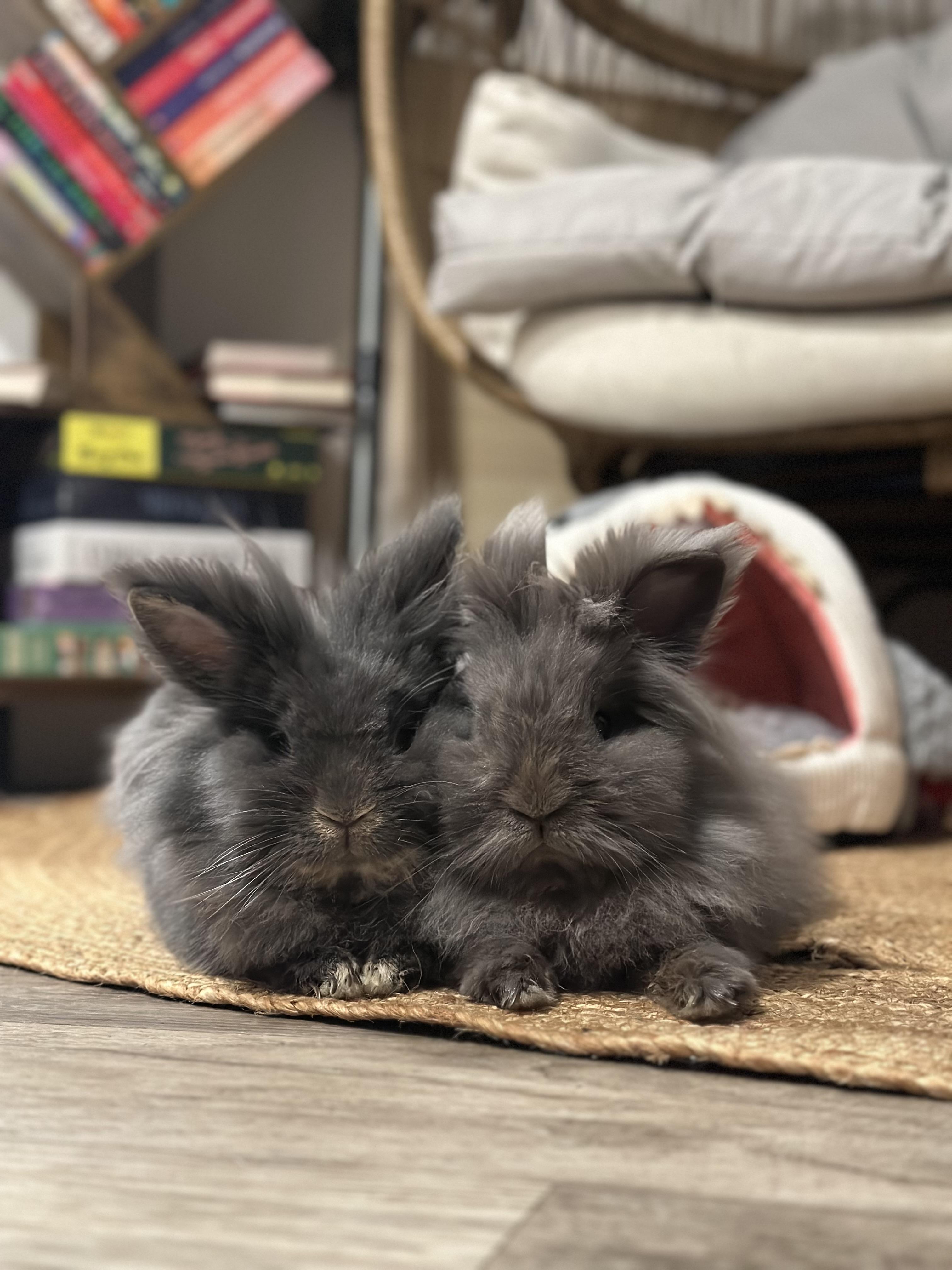 Rabbit for adoption - Roy & Diggs, a Lionhead in Los Angeles, CA ...