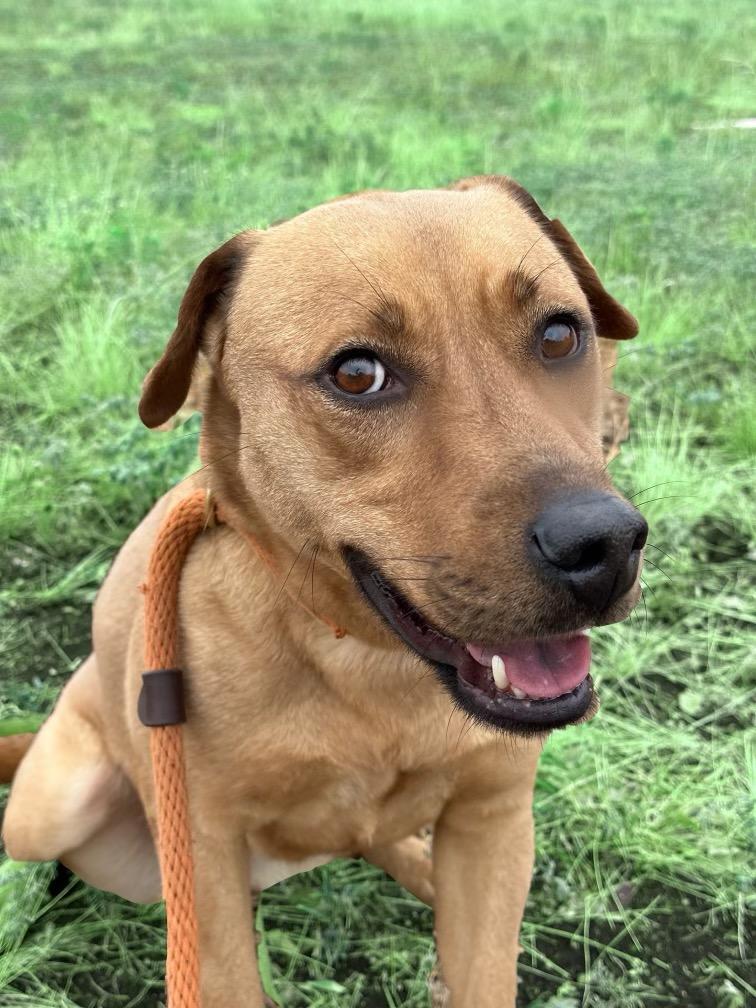 Dog for adoption - Amy, a Hound & Labrador Retriever Mix in Grimsby ...