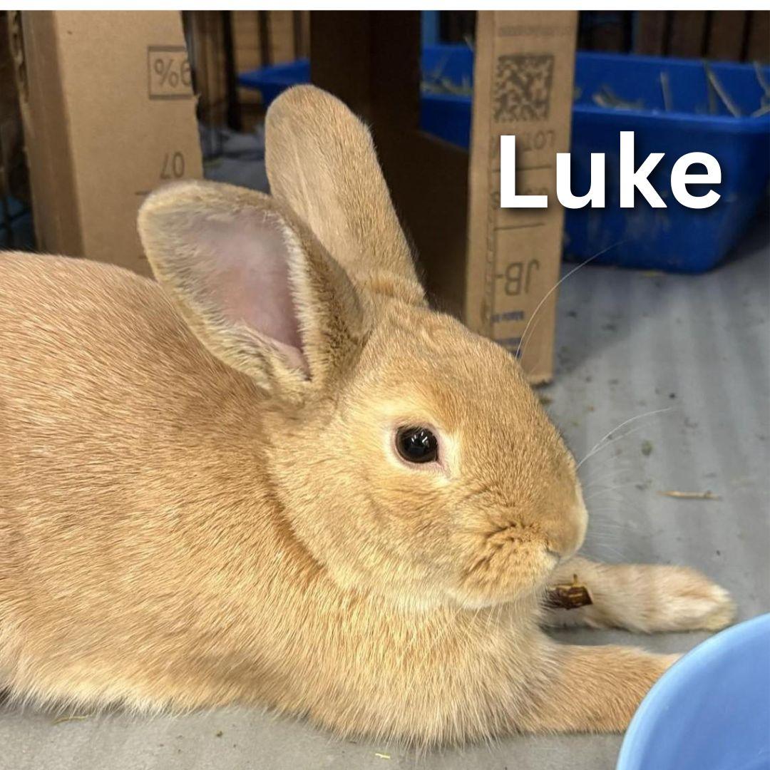 Rabbit for adoption - Luke, a Lionhead Mix in Winnipeg, MB | Petfinder