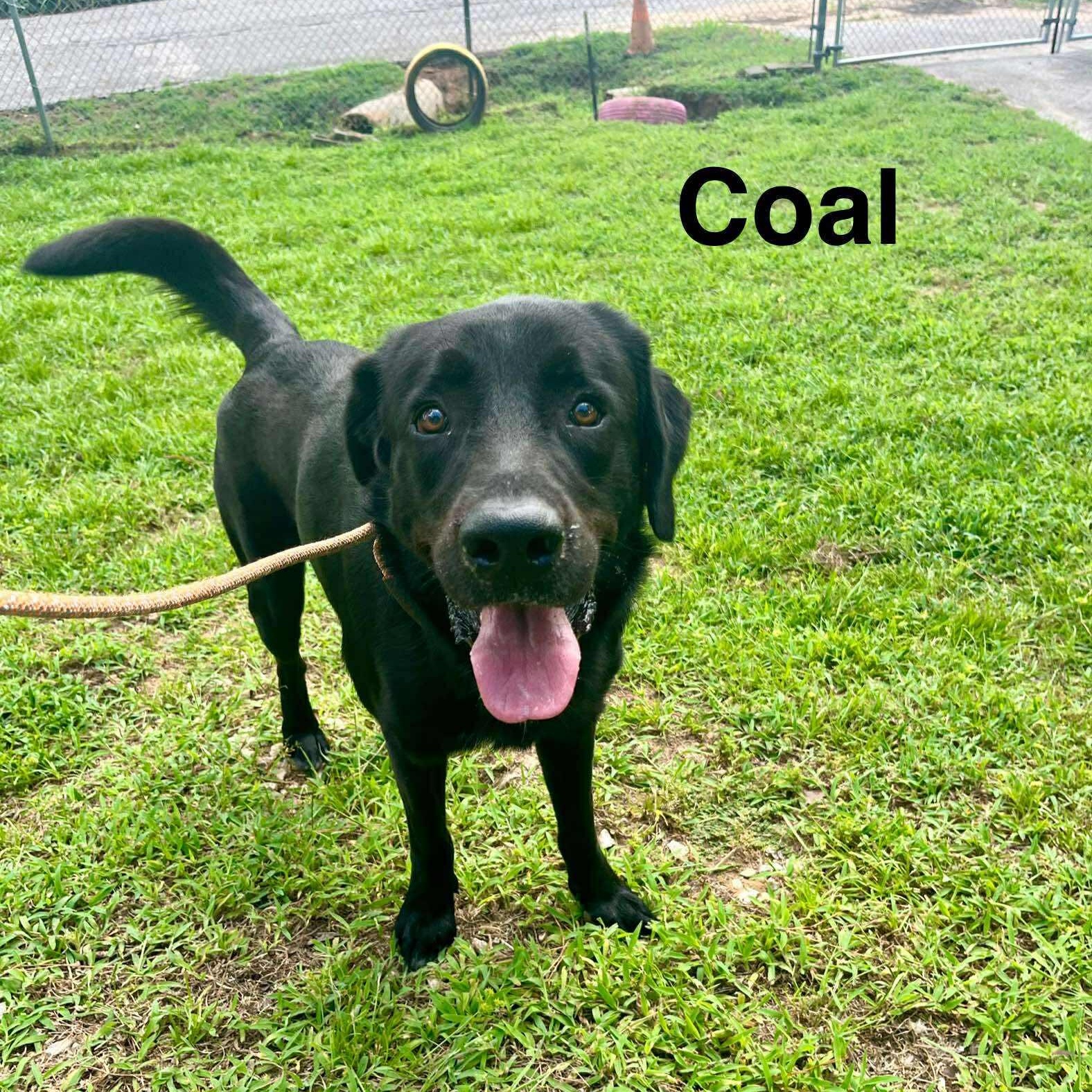 Dog for adoption - Coal, a Labrador Retriever in Blairstown, NJ | Petfinder
