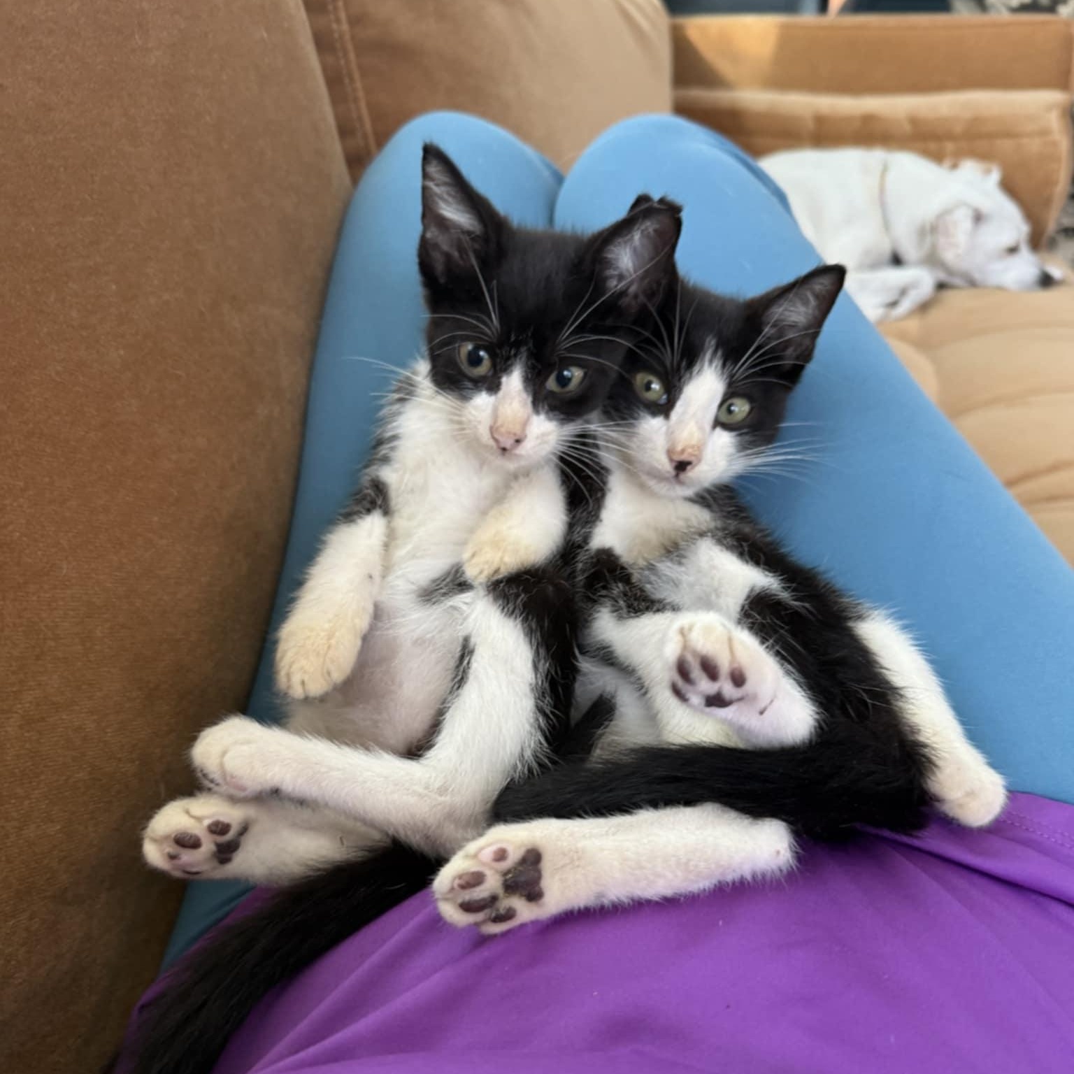 Cat for adoption - Rico of the Carolina Panthers Paws, a Tuxedo ...