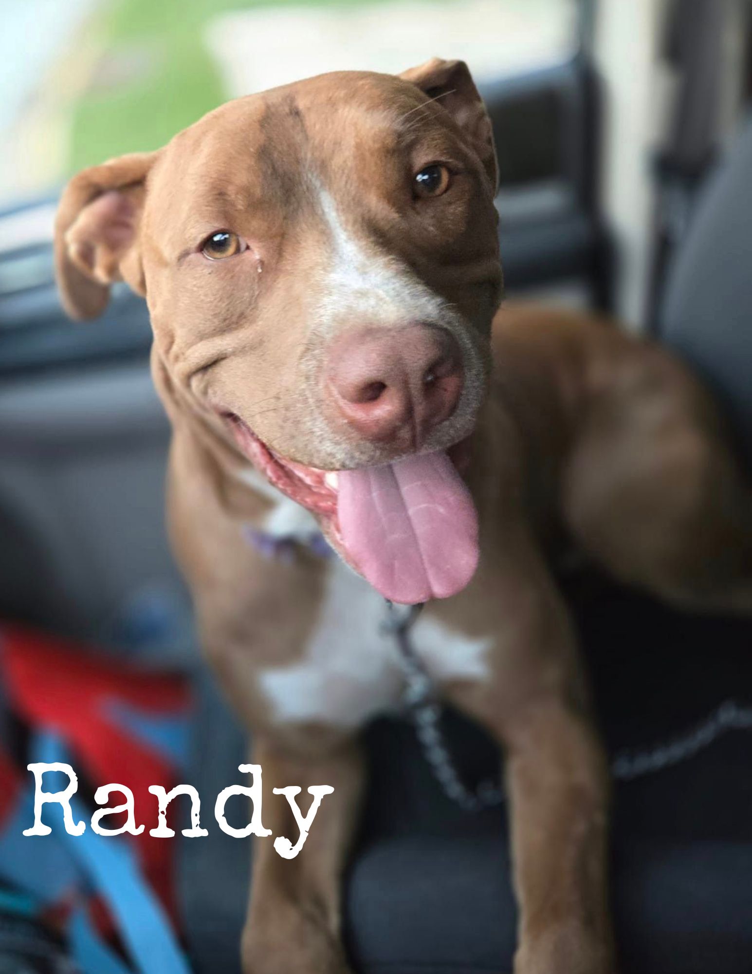 Dog for adoption - Randy, a Pit Bull Terrier Mix in Greensburg, PA ...