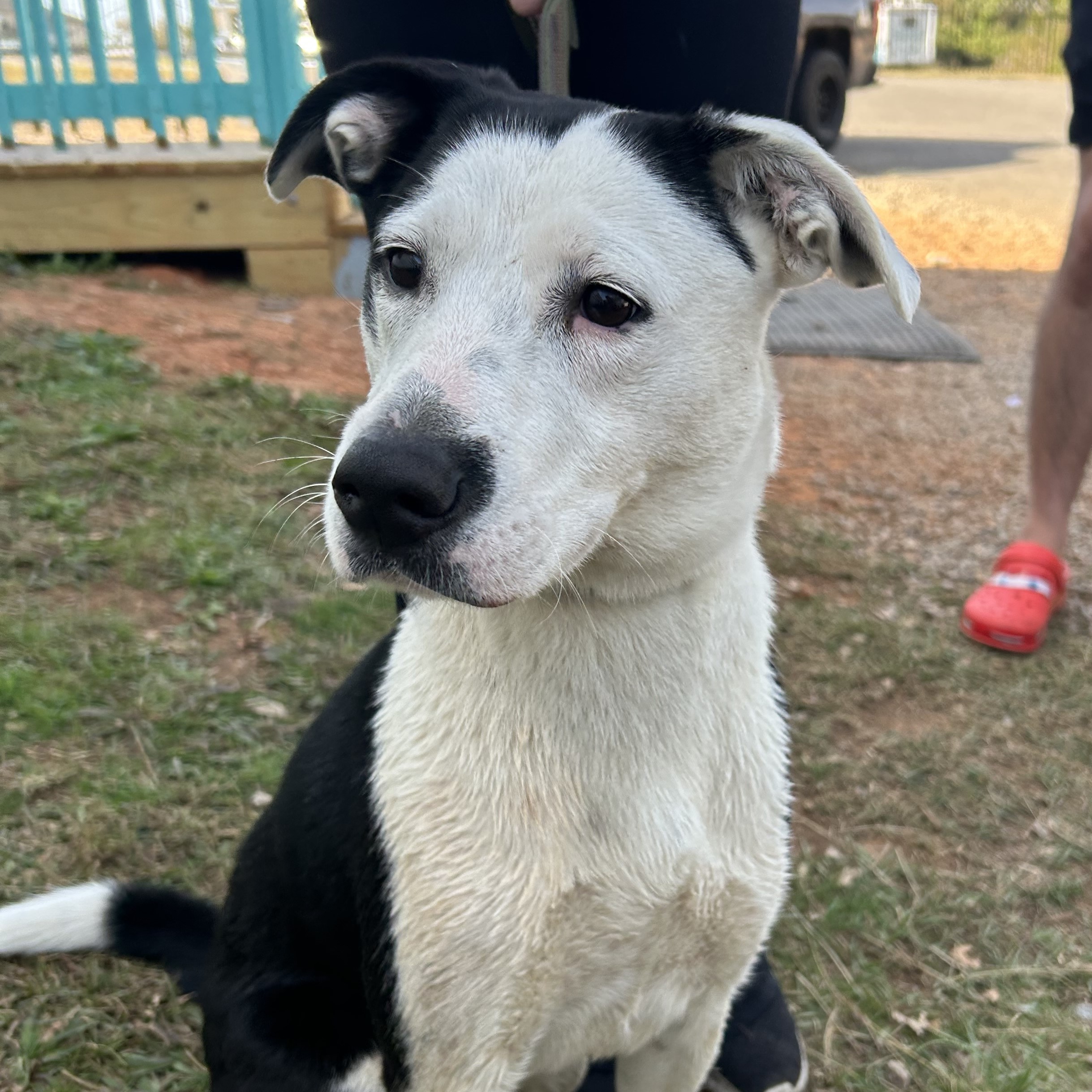 Dog for adoption - Gomez, a Mixed Breed in Columbia, SC | Petfinder