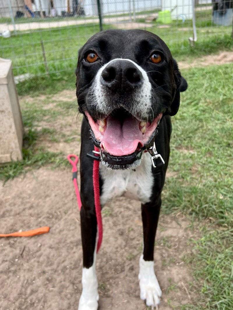 Dog for adoption - Kobi Smith, a Boxer & Pit Bull Terrier Mix in Austin ...