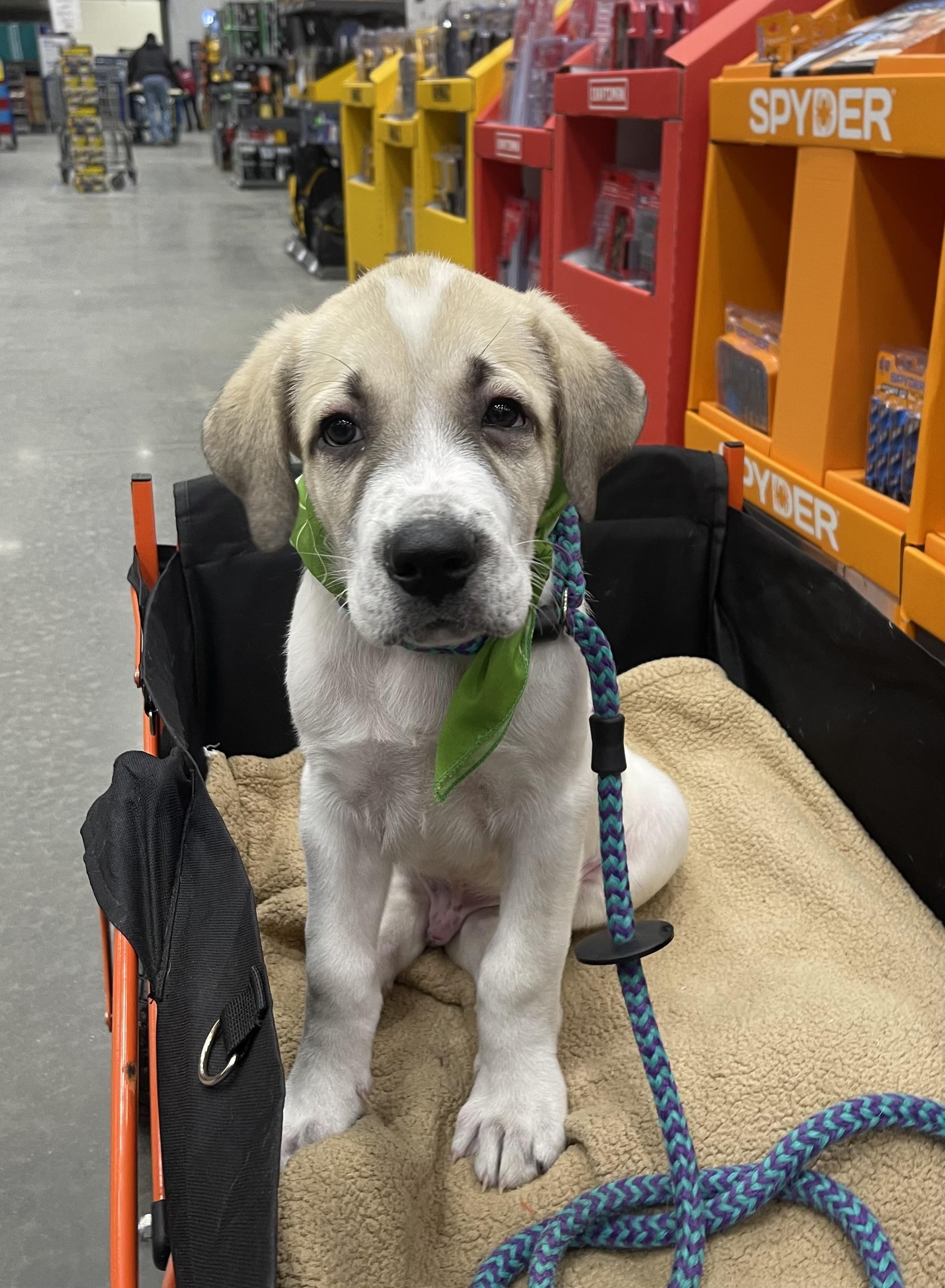 Snickerdoodle - Adoptable Pet | Petfinder | Petfinder