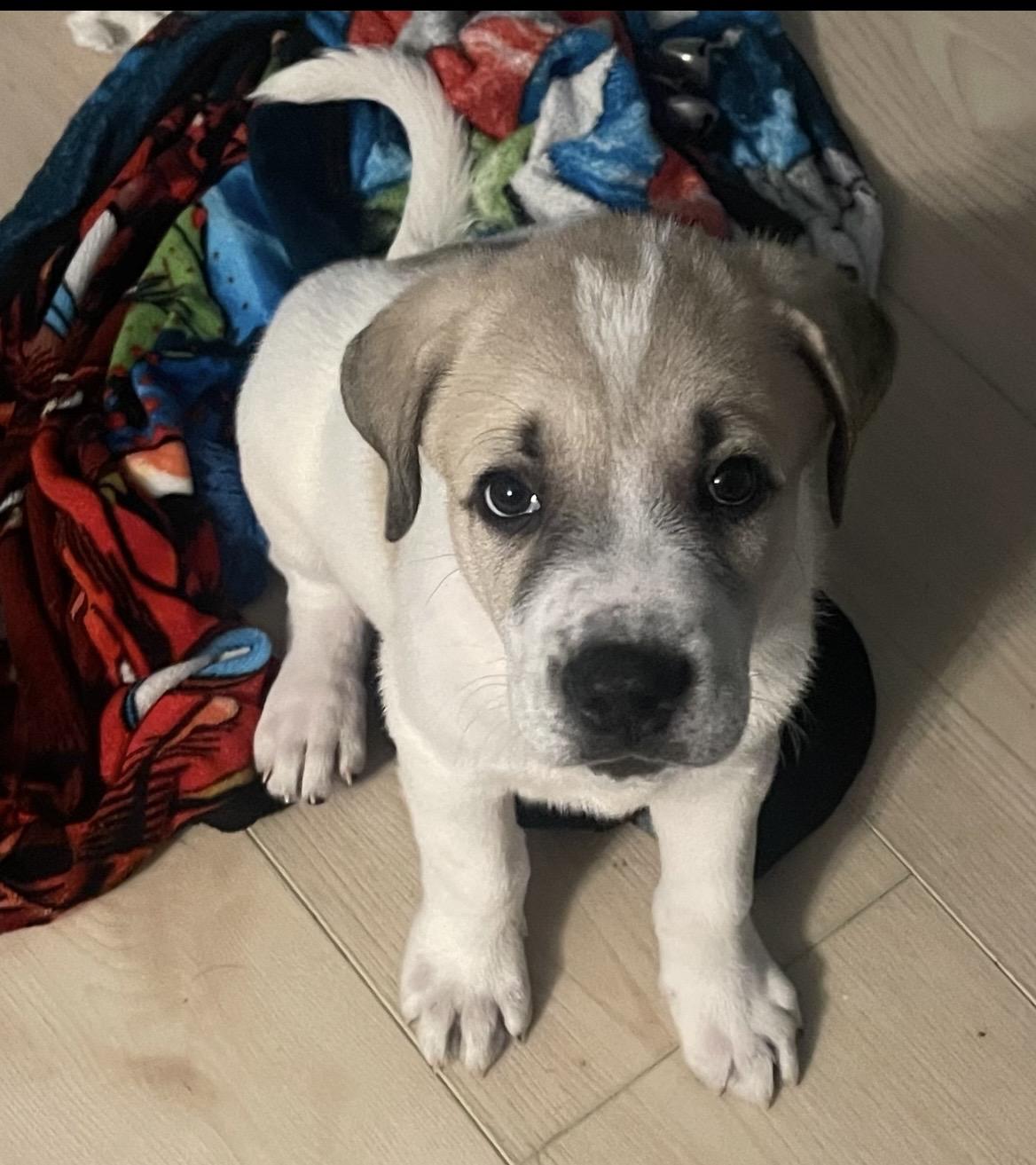 Snickerdoodle - Adoptable Pet | Petfinder | Petfinder