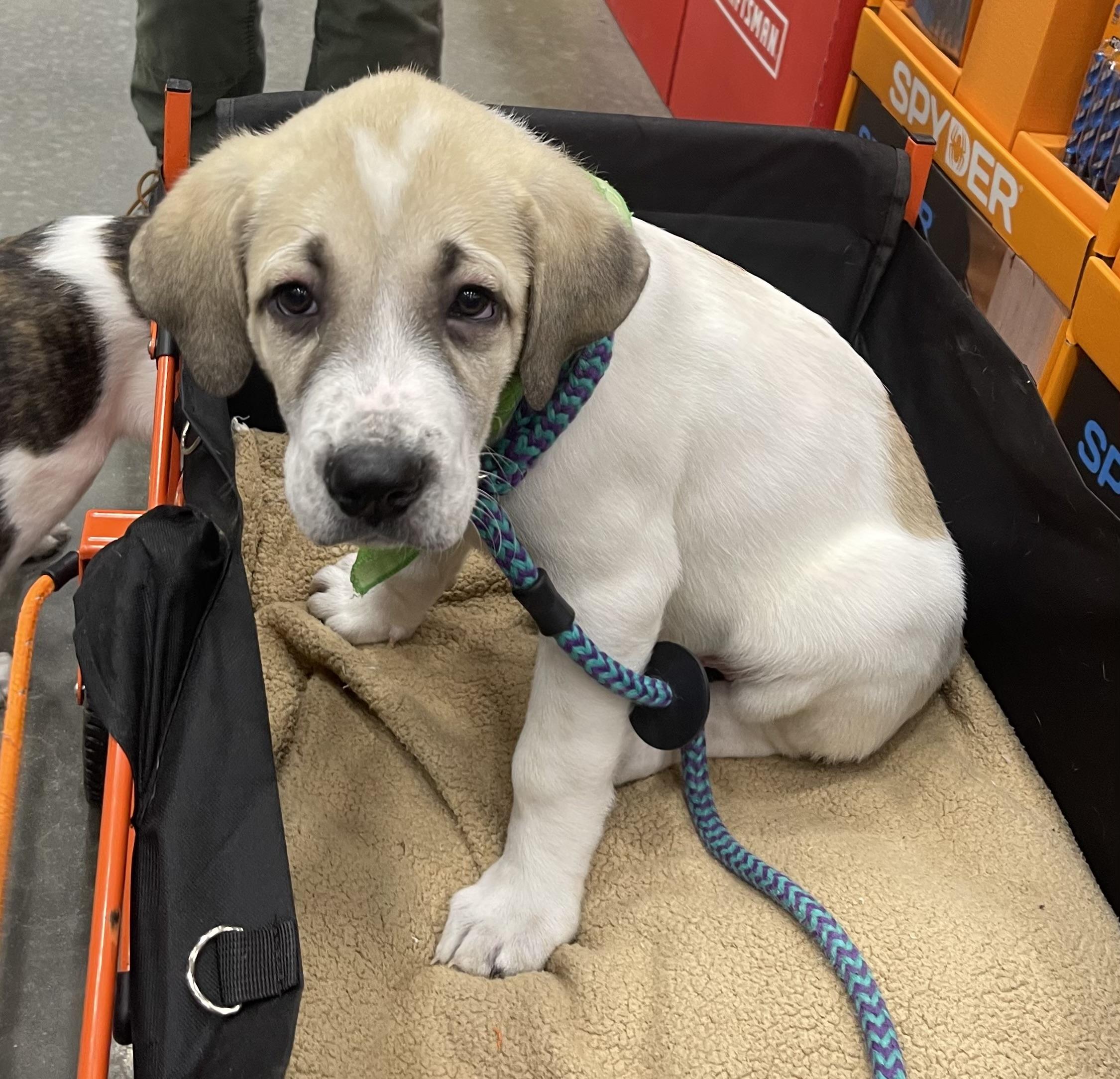 Snickerdoodle - Adoptable Pet | Petfinder | Petfinder