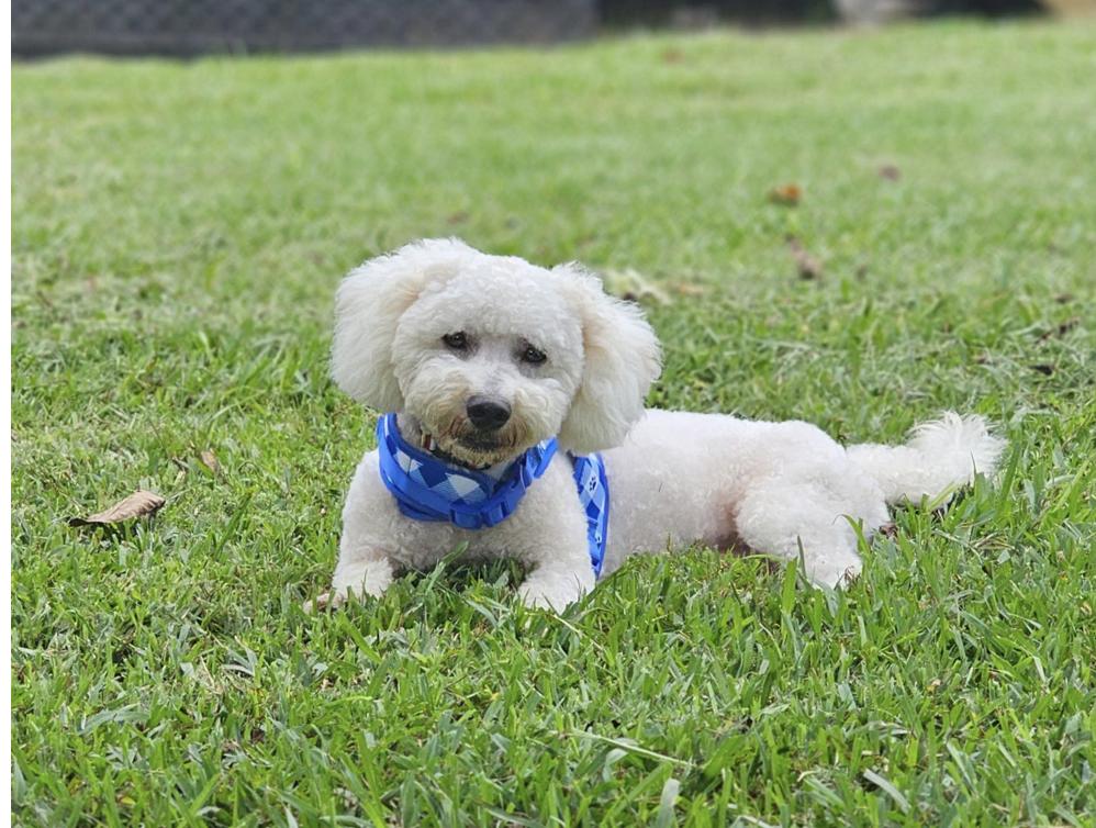 Dog for adoption - Sunny, a Bichon Frise Mix in South Boston, MA ...