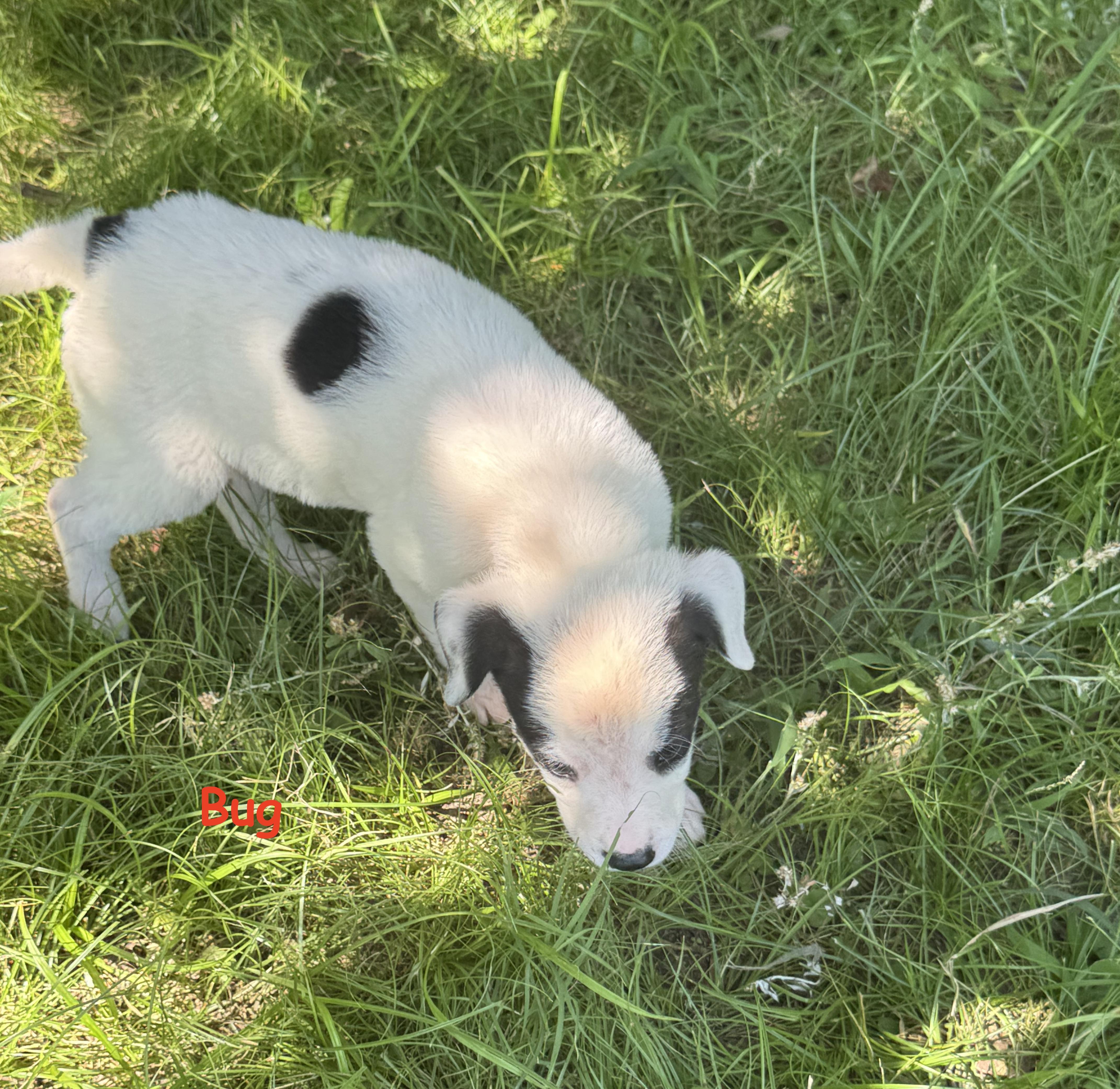 Dog for adoption - Bug, a Pointer Mix in Madison, WI | Petfinder
