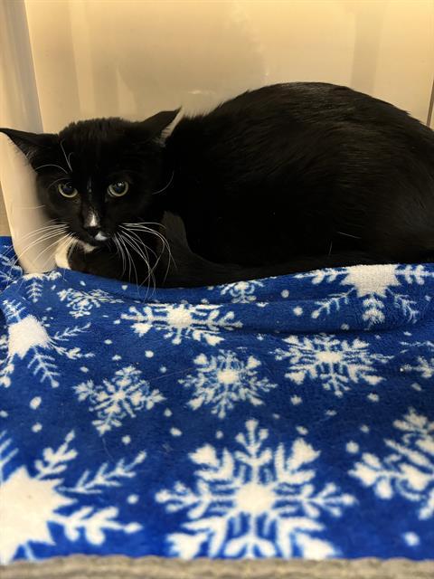 Cat for adoption - Gumba, a Domestic Short Hair in Forney, TX | Petfinder