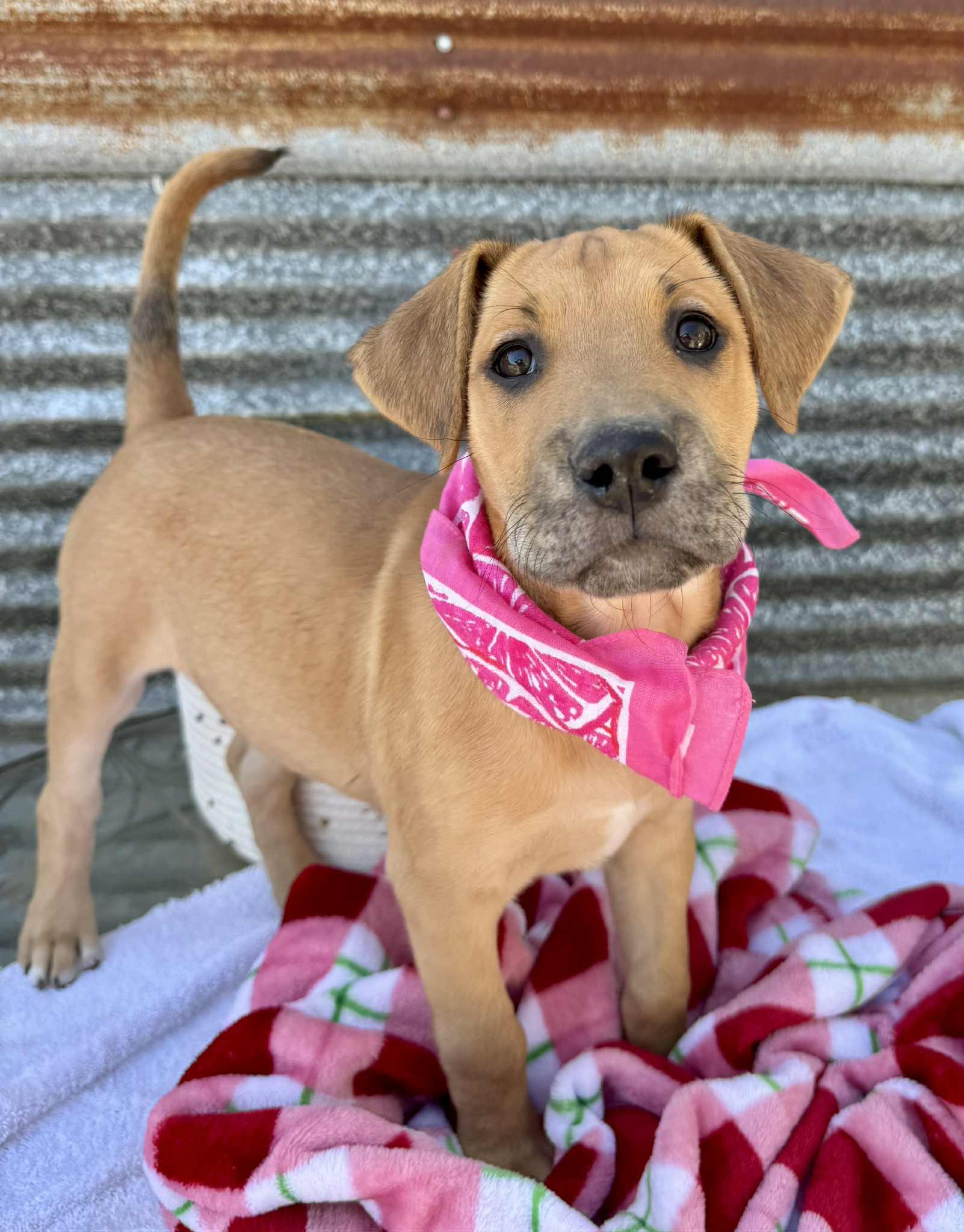 Dog for adoption - Penny, a Great Dane Mix in Brattleboro , VT | Petfinder