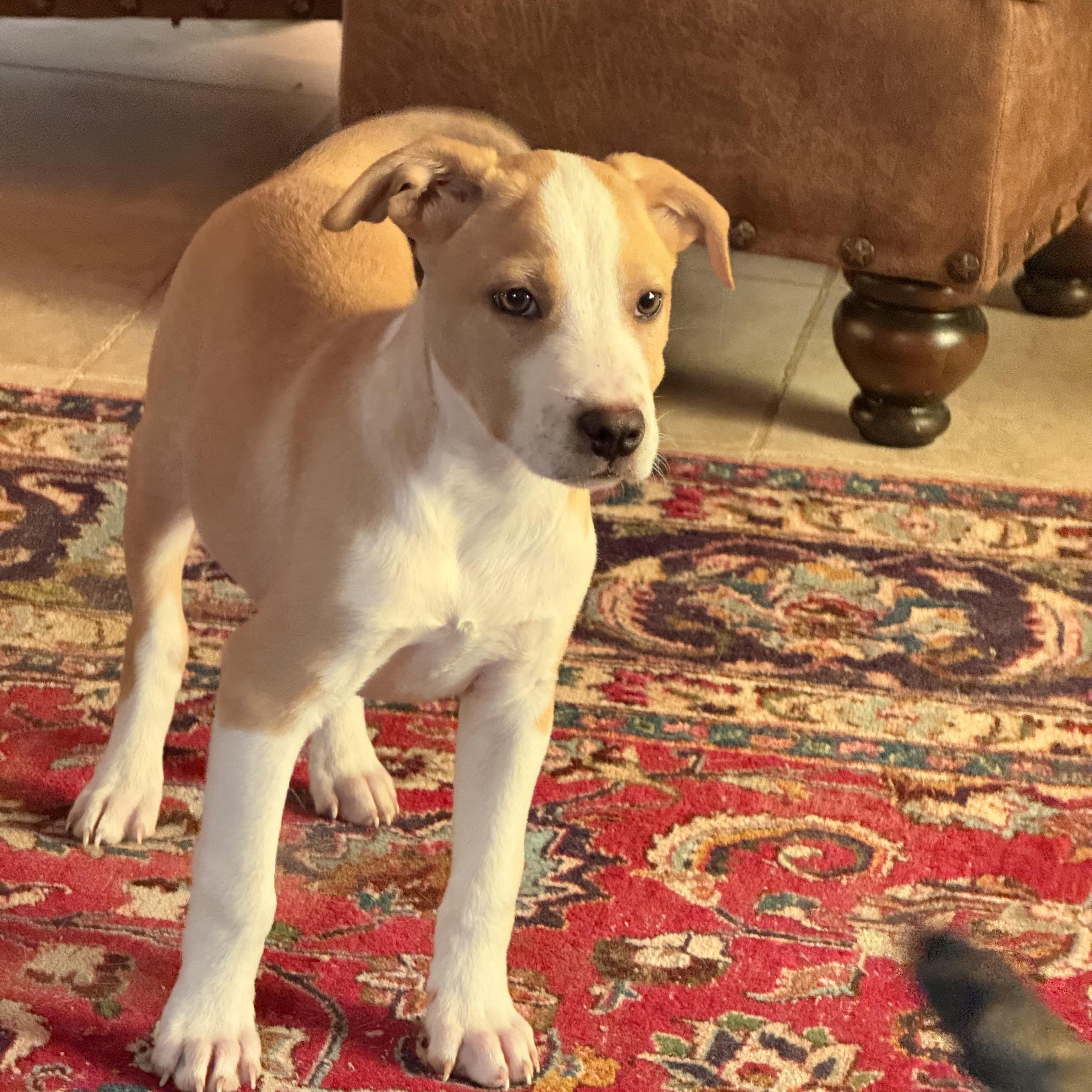 Dog for adoption - Shane, a Yellow Labrador Retriever & English ...