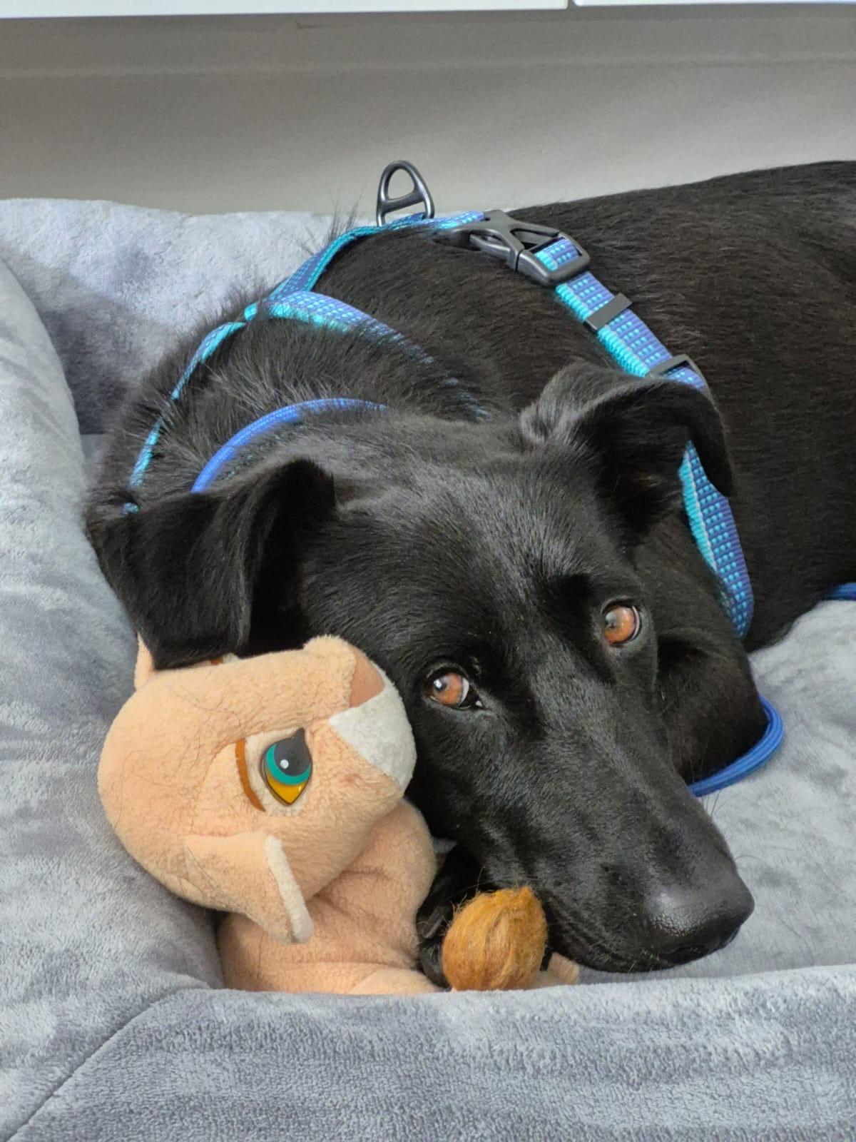 Dog for adoption - Our Kuwaiti Moon, a Black Labrador Retriever Mix in ...