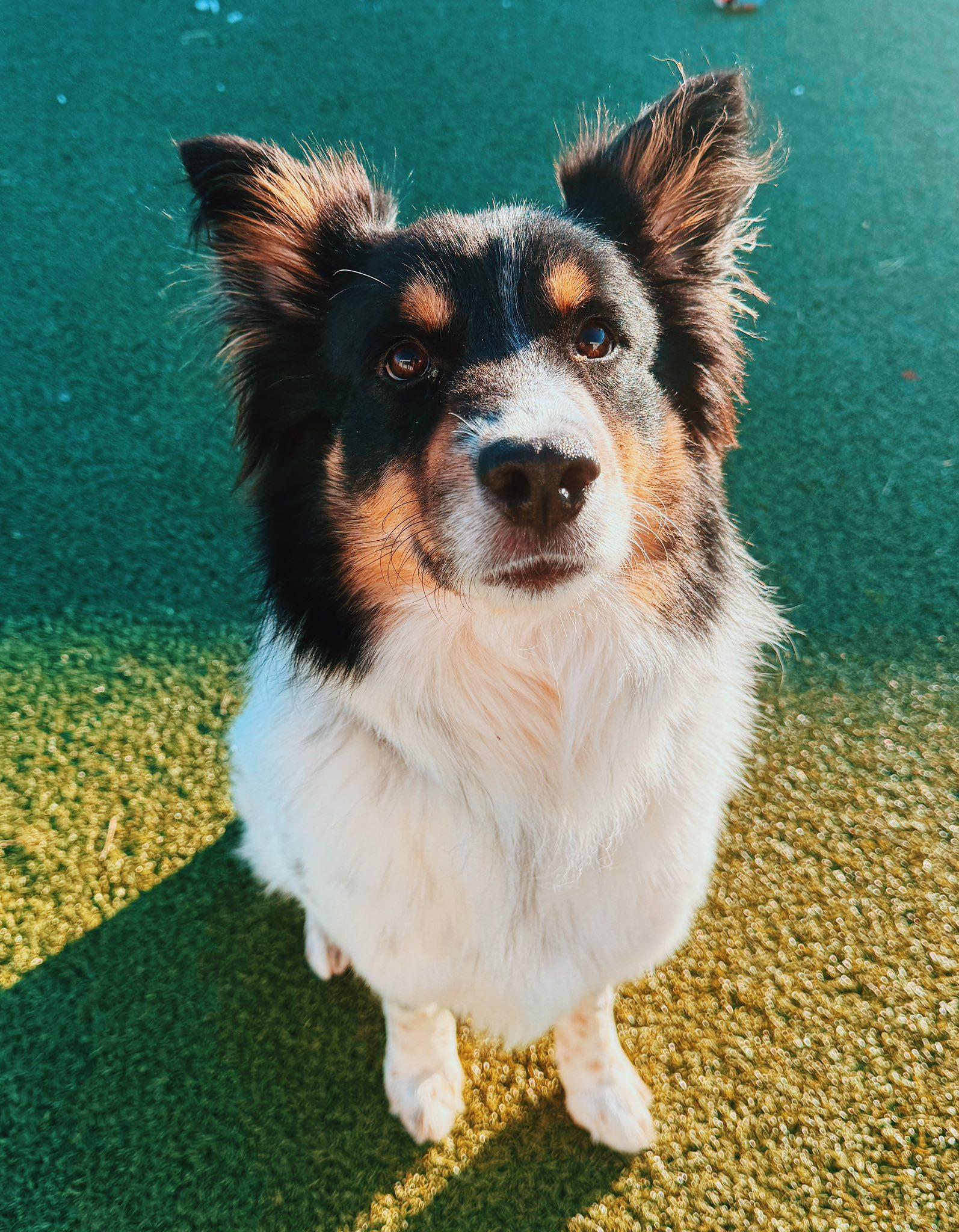Dog Adopted - Kaiser a Australian Shepherd Australian Cattle Dog Blue ...