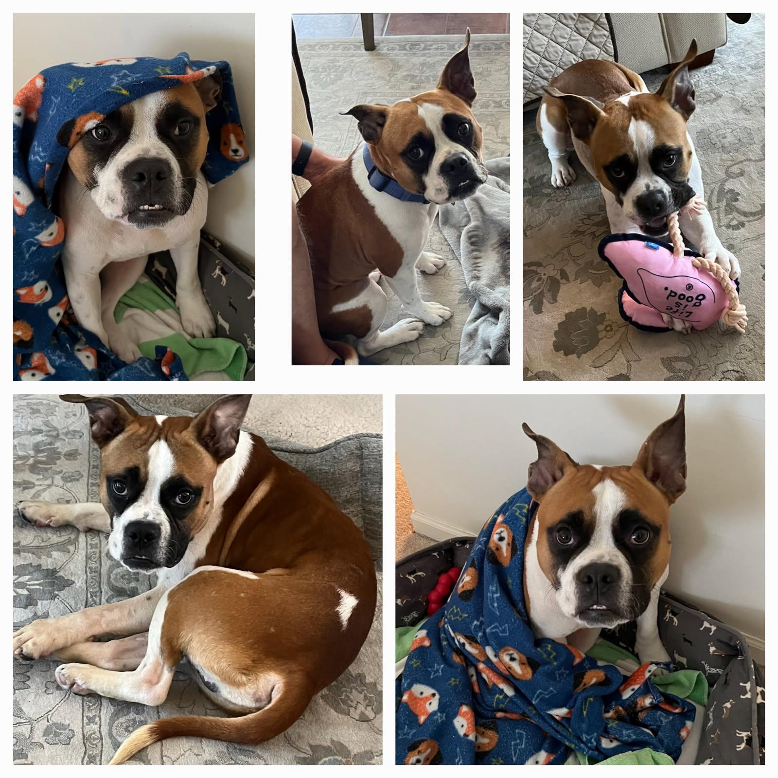 Dog for adoption - Wrigley, a Boxer & Pit Bull Terrier Mix in South ...