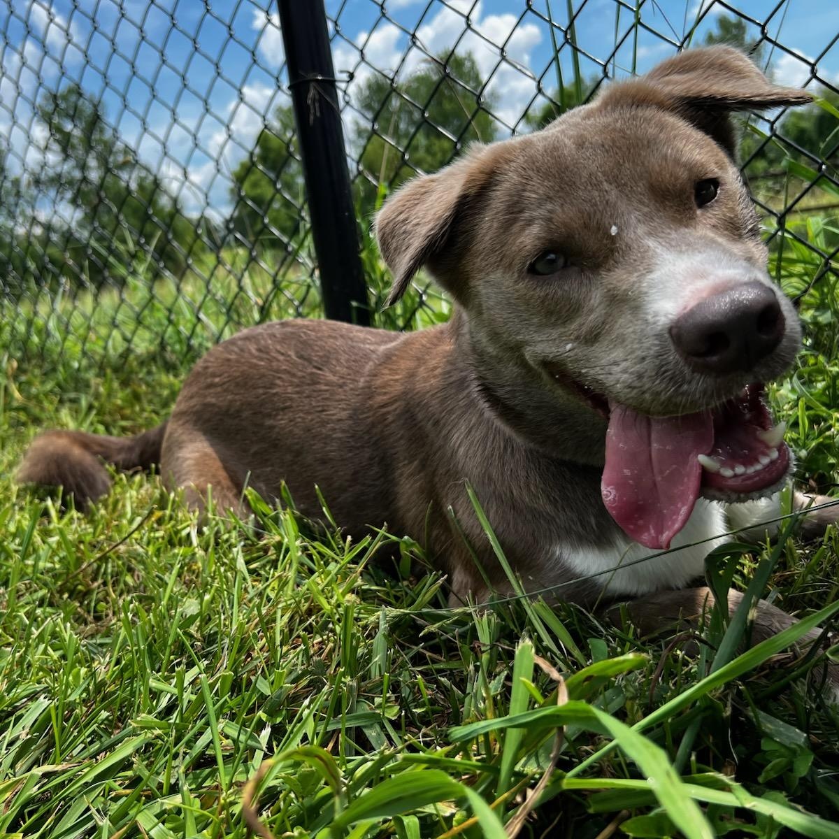 Dog for adoption - Jade, a Labrador Retriever Mix in Lebanon, TN | Petfinder