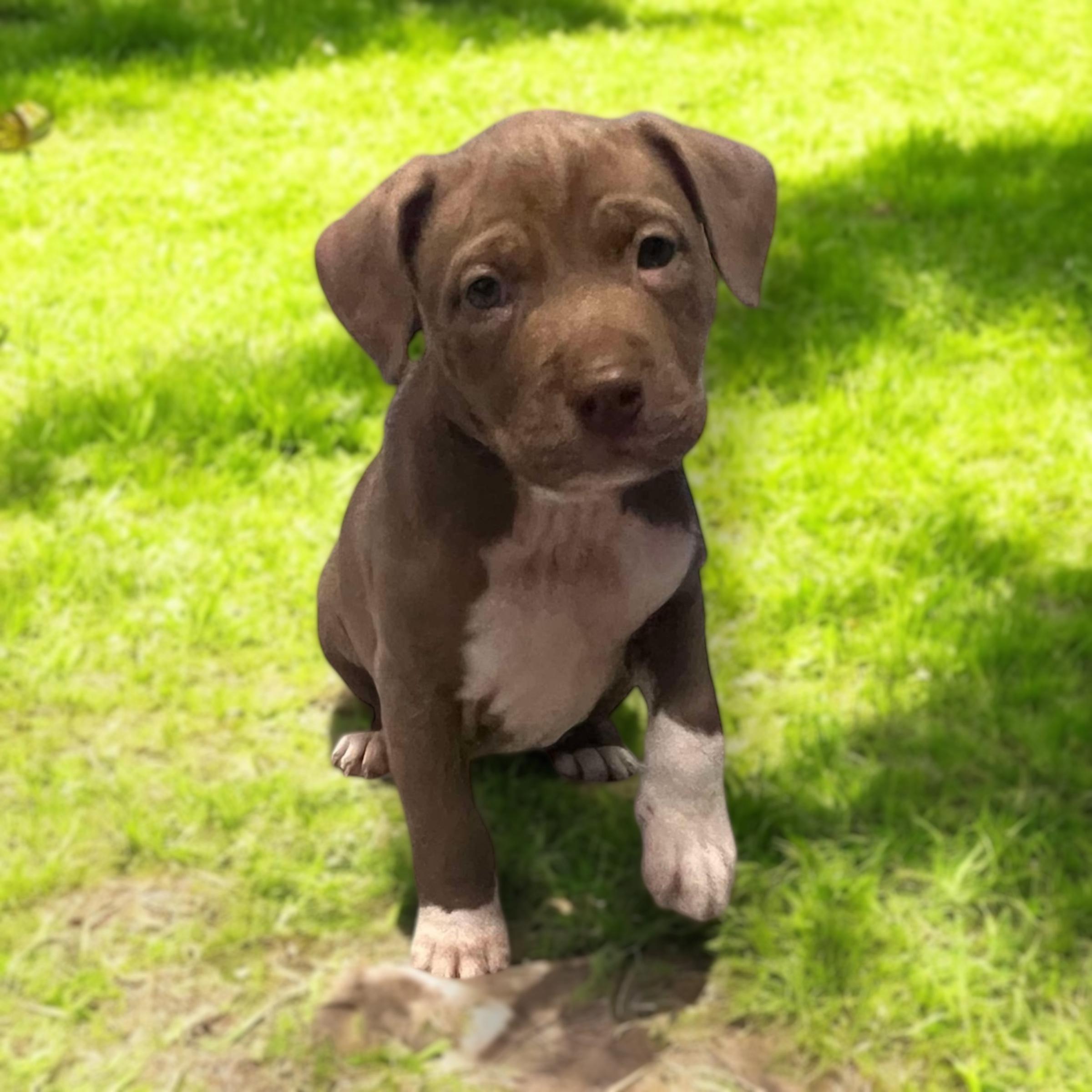 Dog for adoption - Lil Bit, a Pit Bull Terrier Mix in Fredericksburg ...