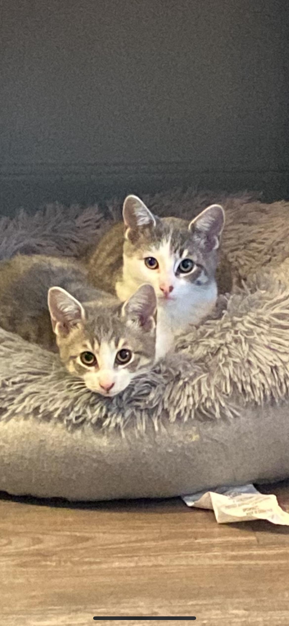 Cat for adoption - Cheddar/Swiss, a Domestic Short Hair in Darien, CT ...