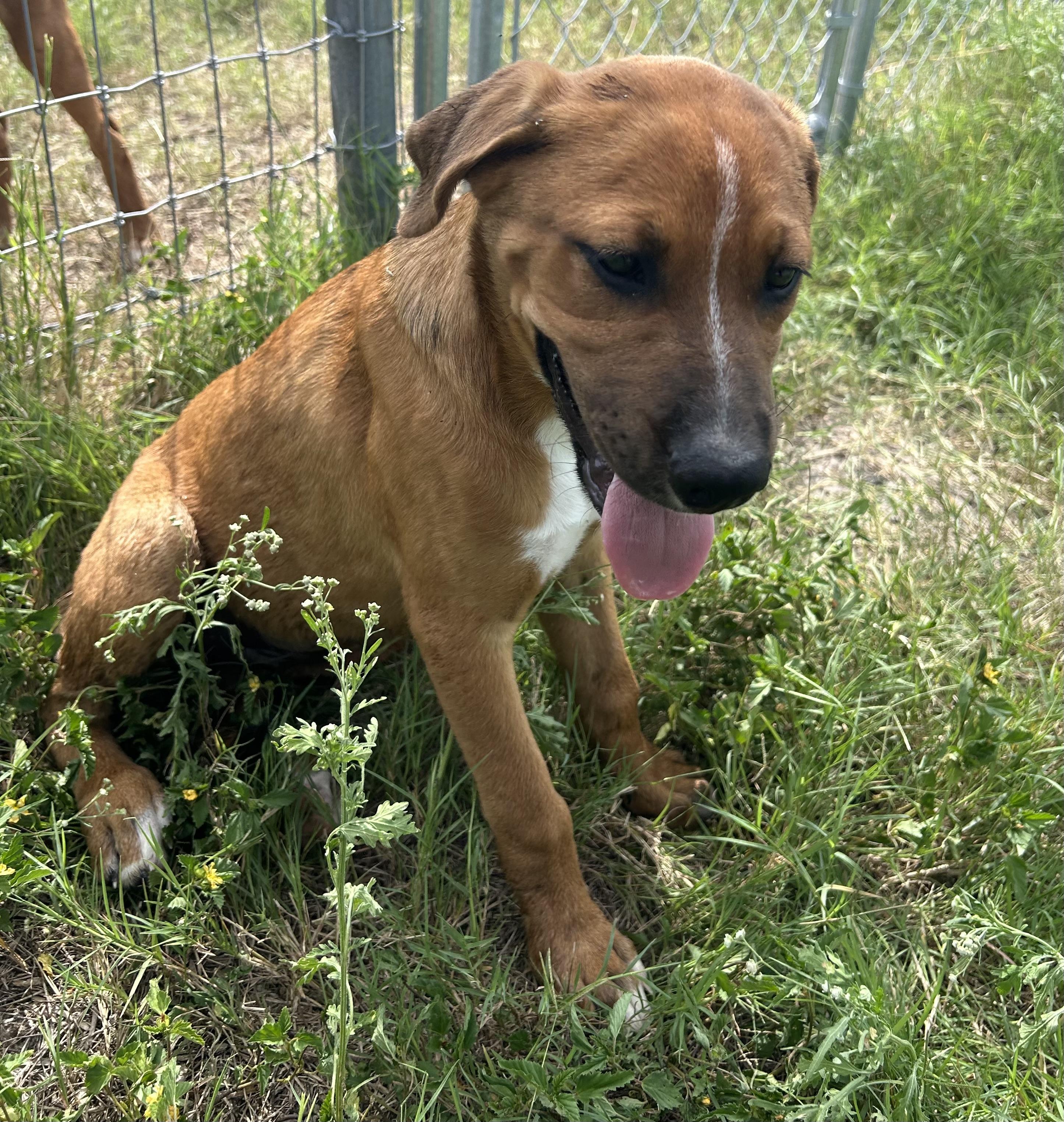 Dog for adoption - Cassidy, a Rhodesian Ridgeback Mix in Scarsdale, NY ...