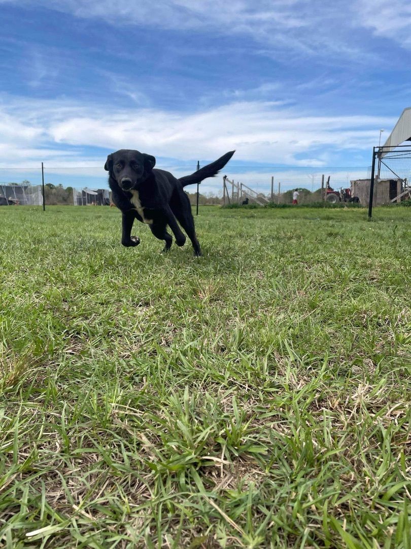 Dog for adoption - Ember (Fire tower litter), a Labrador Retriever in ...